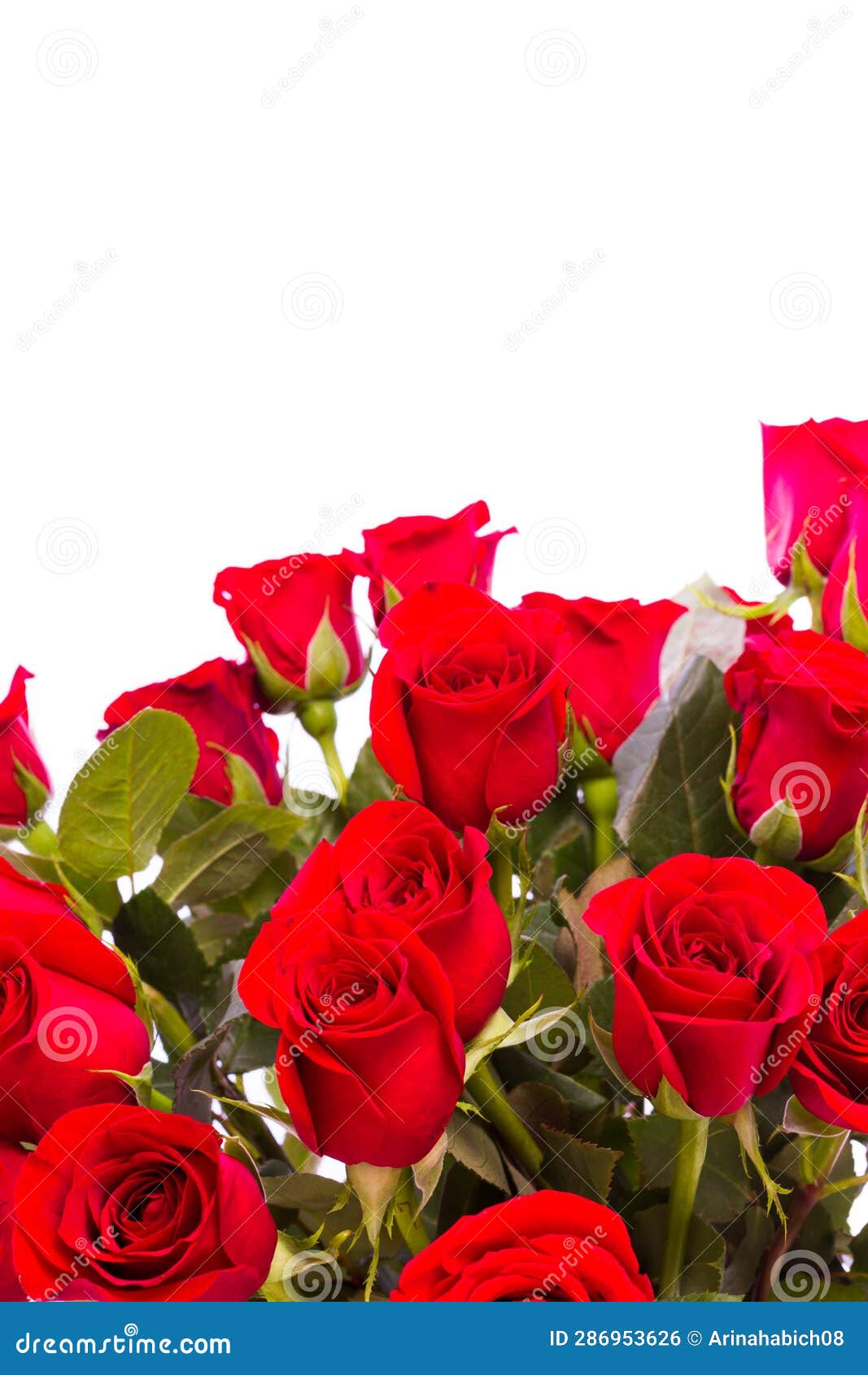 Red roses stock photo. Image of green, white, rose, perennial - 286953626