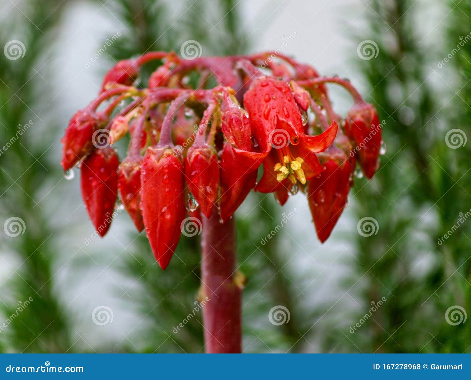 Bouquet of Red Succulent Buds with an Open Flower Stock Photo - Image ...