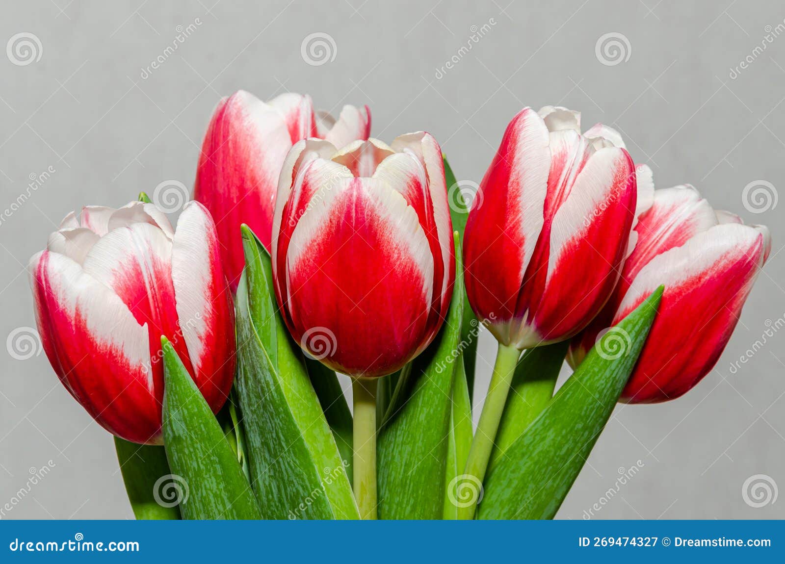 Bouquet of Red Tulip Flowers Stock Image - Image of tulip, spring ...