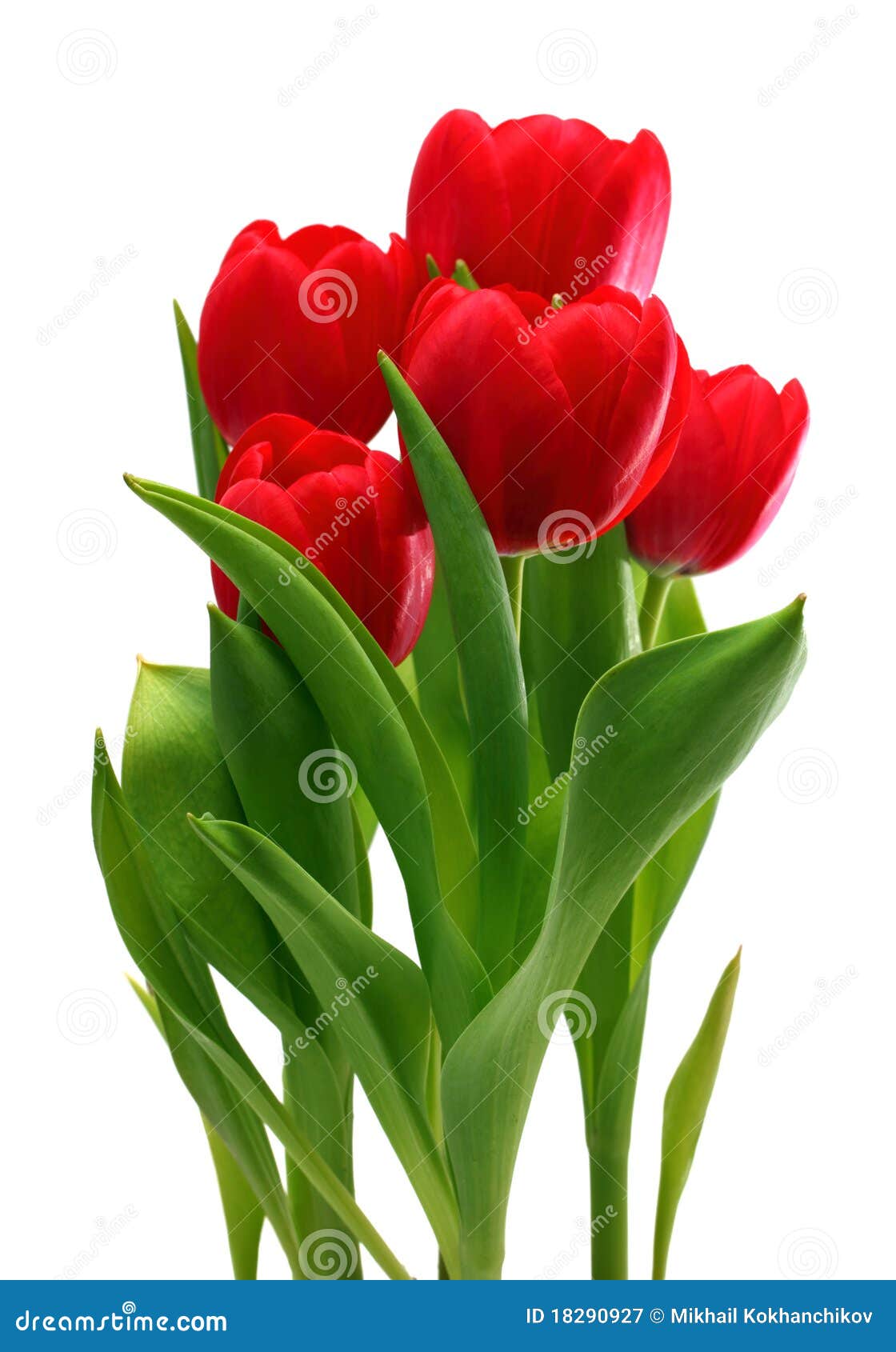 Bouquet of red tulips stock image. Image of nature, close - 18290927 Bouquet of red tulips stock image. Image of nature, close - 18290927