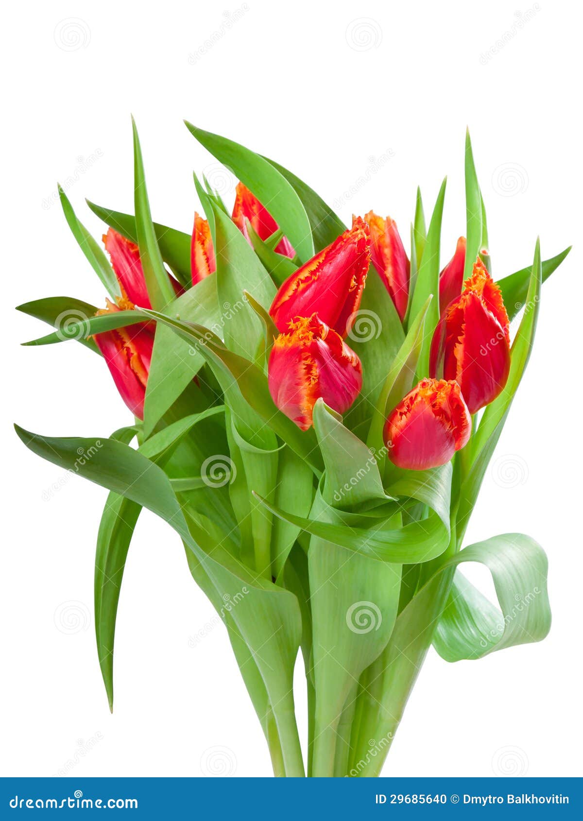 Bouquet of red tulips stock photo. Image of natural, bouquet - 29685640