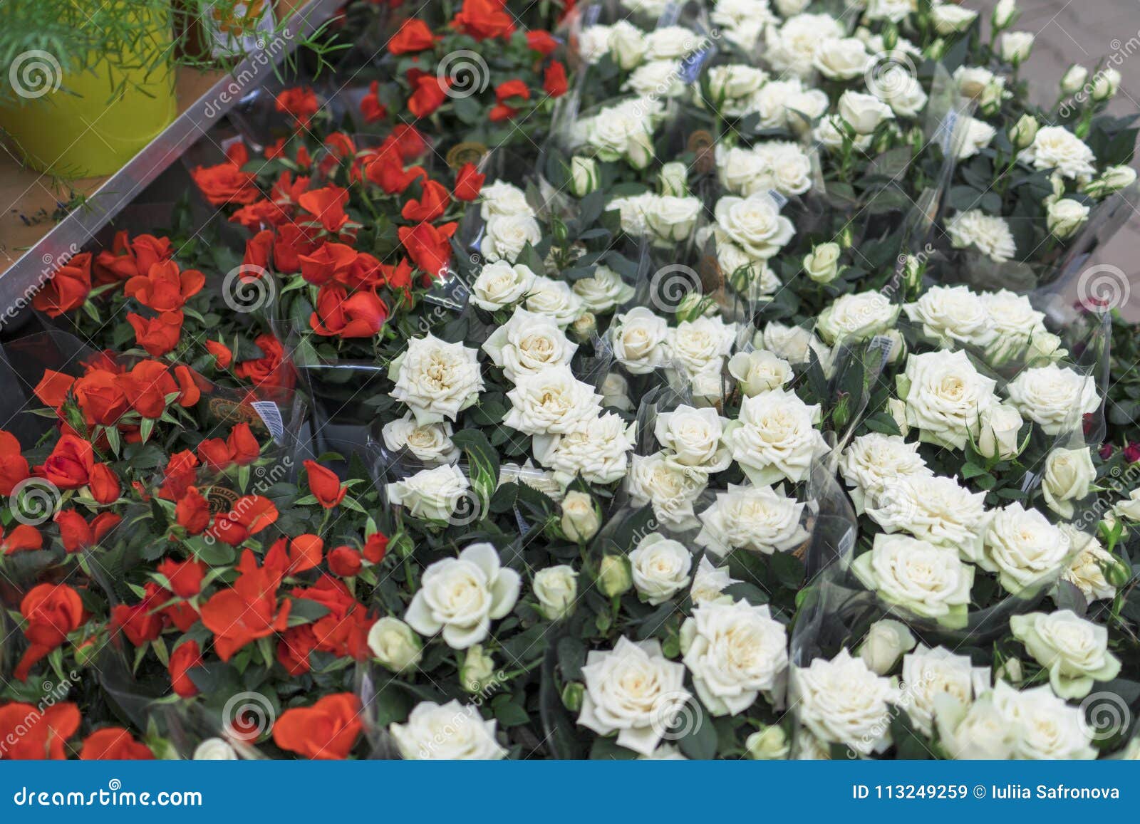 Bouquet of Red and White Roses in the Store Stock Image - Image of ...