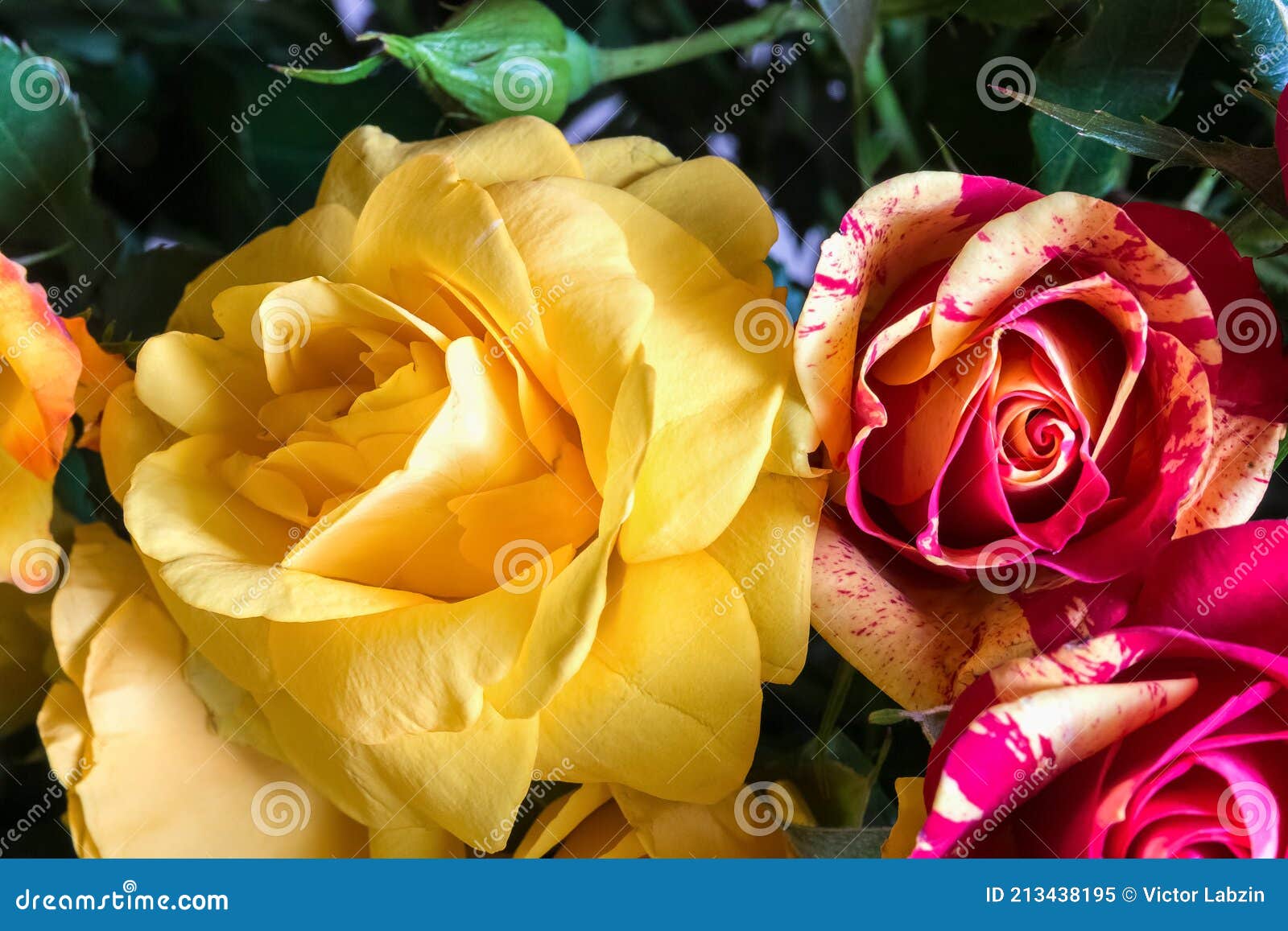 Bouquet of Red and Yellow Roses Close-up Stock Image - Image of color ...
