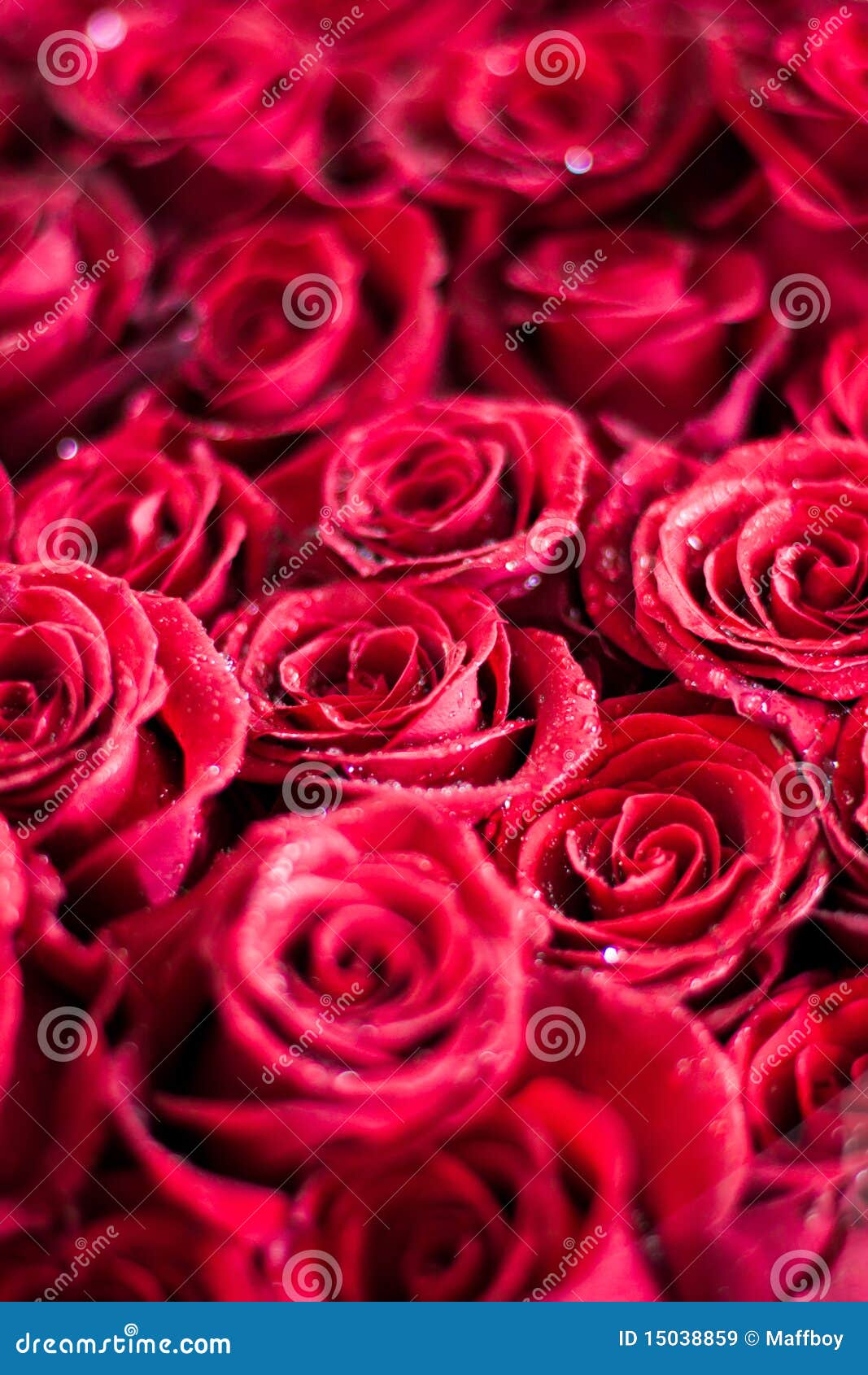 Bouquet of roses stock image. Image of blossom, rose - 15038859