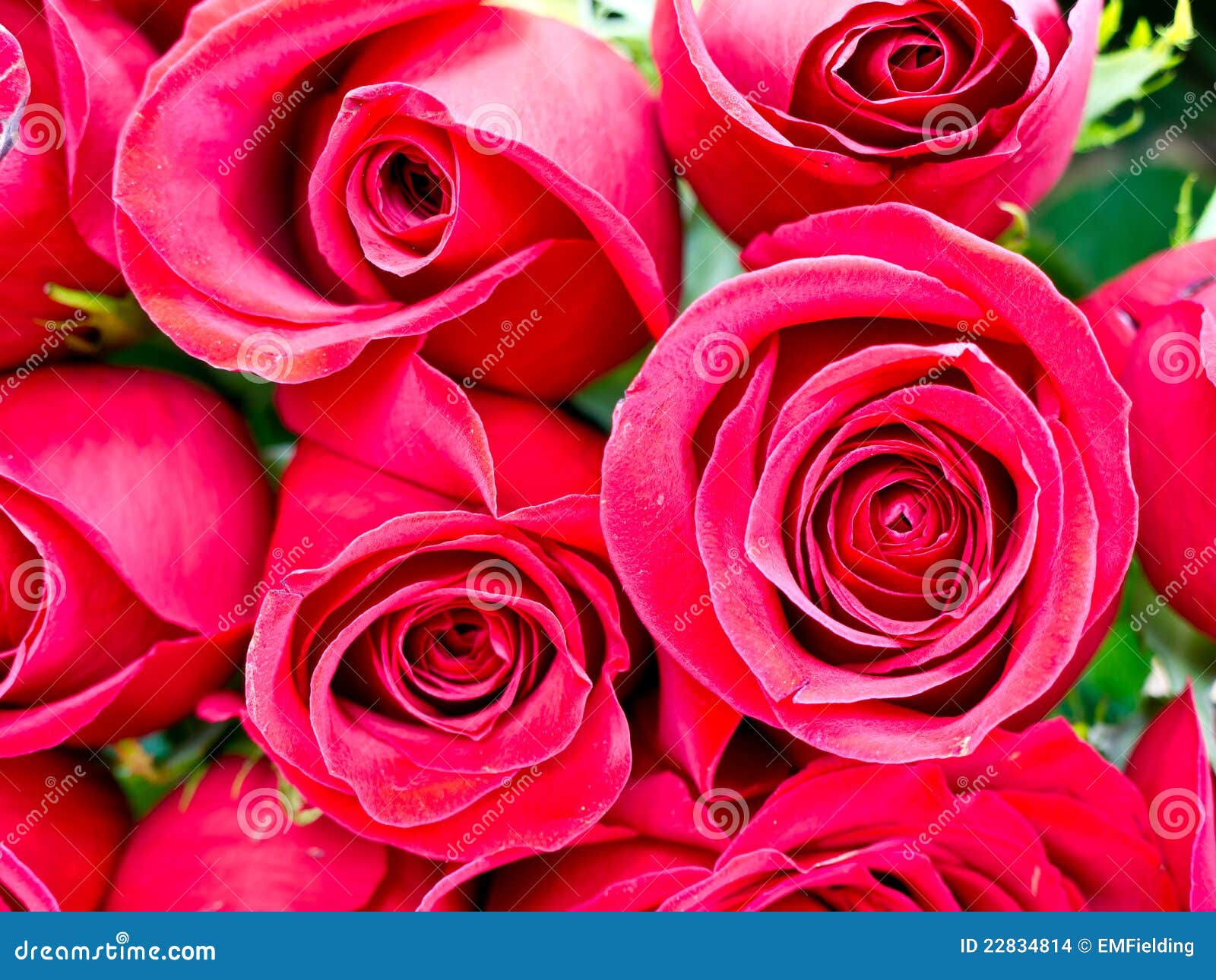Bouquet of Roses stock photo. Image of long, romantic - 22834814