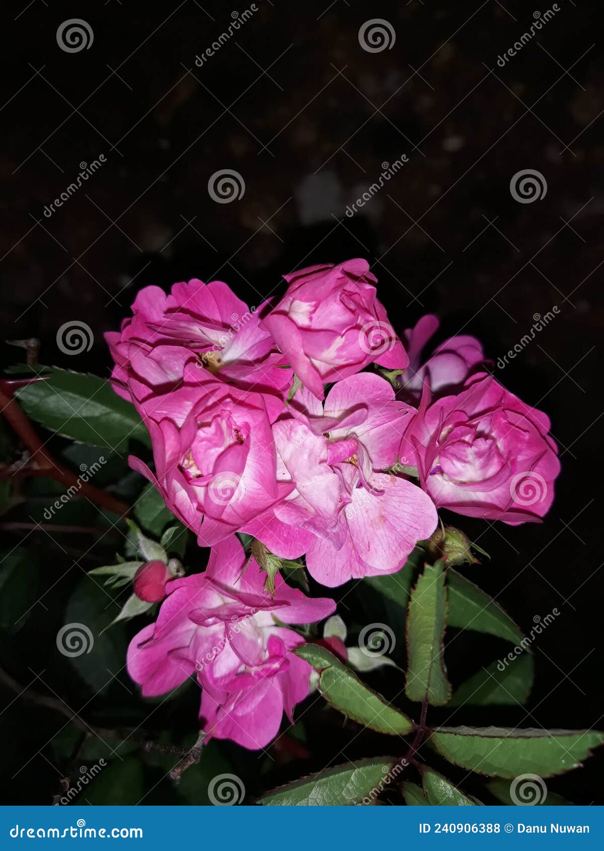 The Bouquet of Roses Blooming at Night is Beautiful Stock Photo - Image ...