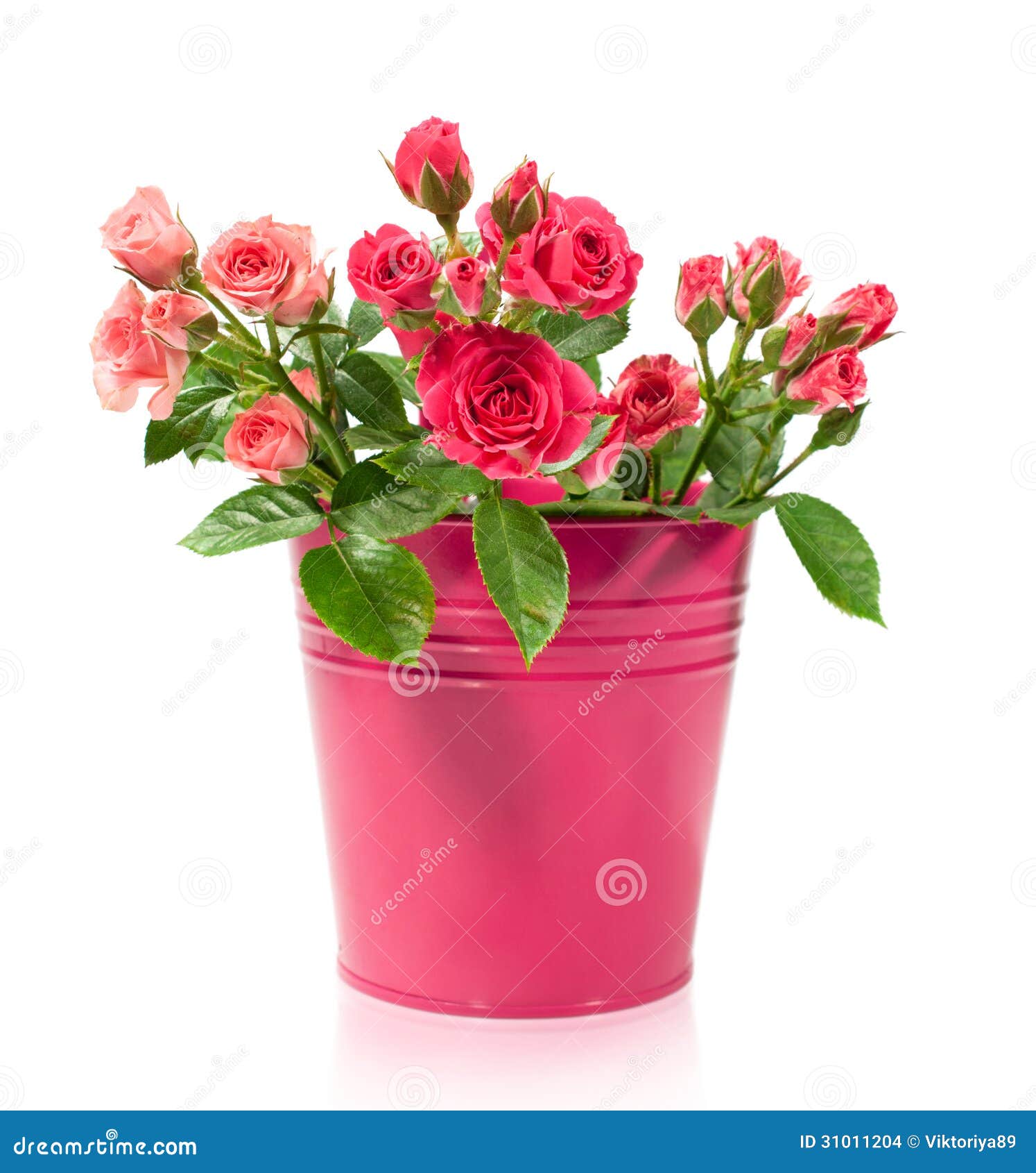 Bouquet of Roses in a Bucket Stock Photo - Image of rose, band: 31011204