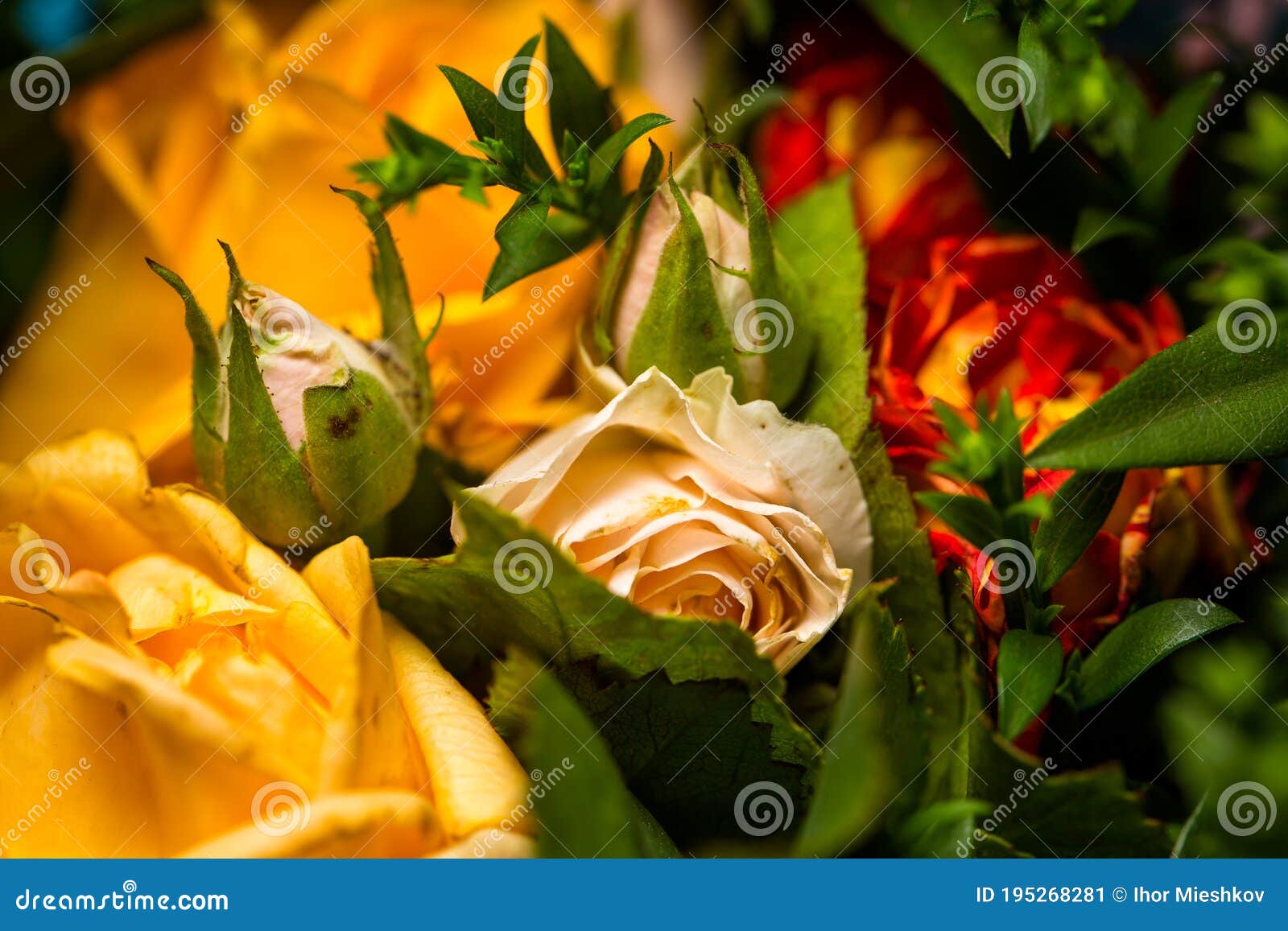 Bouquet of Roses of Different Colors Close Stock Image - Image of group ...