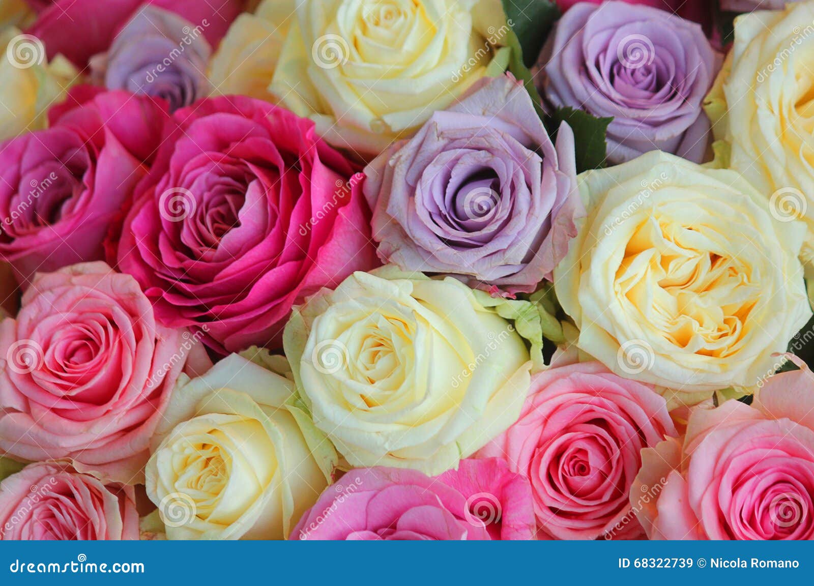 Bouquet of Roses of Different Colours Stock Image - Image of plant ...