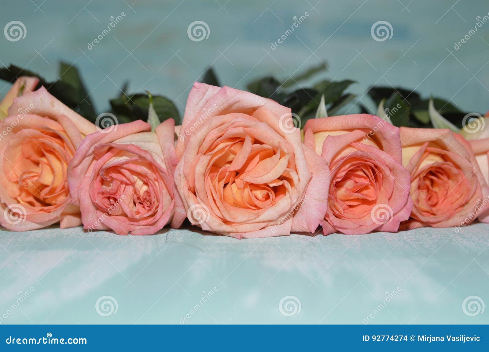 Bouquet of roses stock photo. Image of desert, plants - 92774274