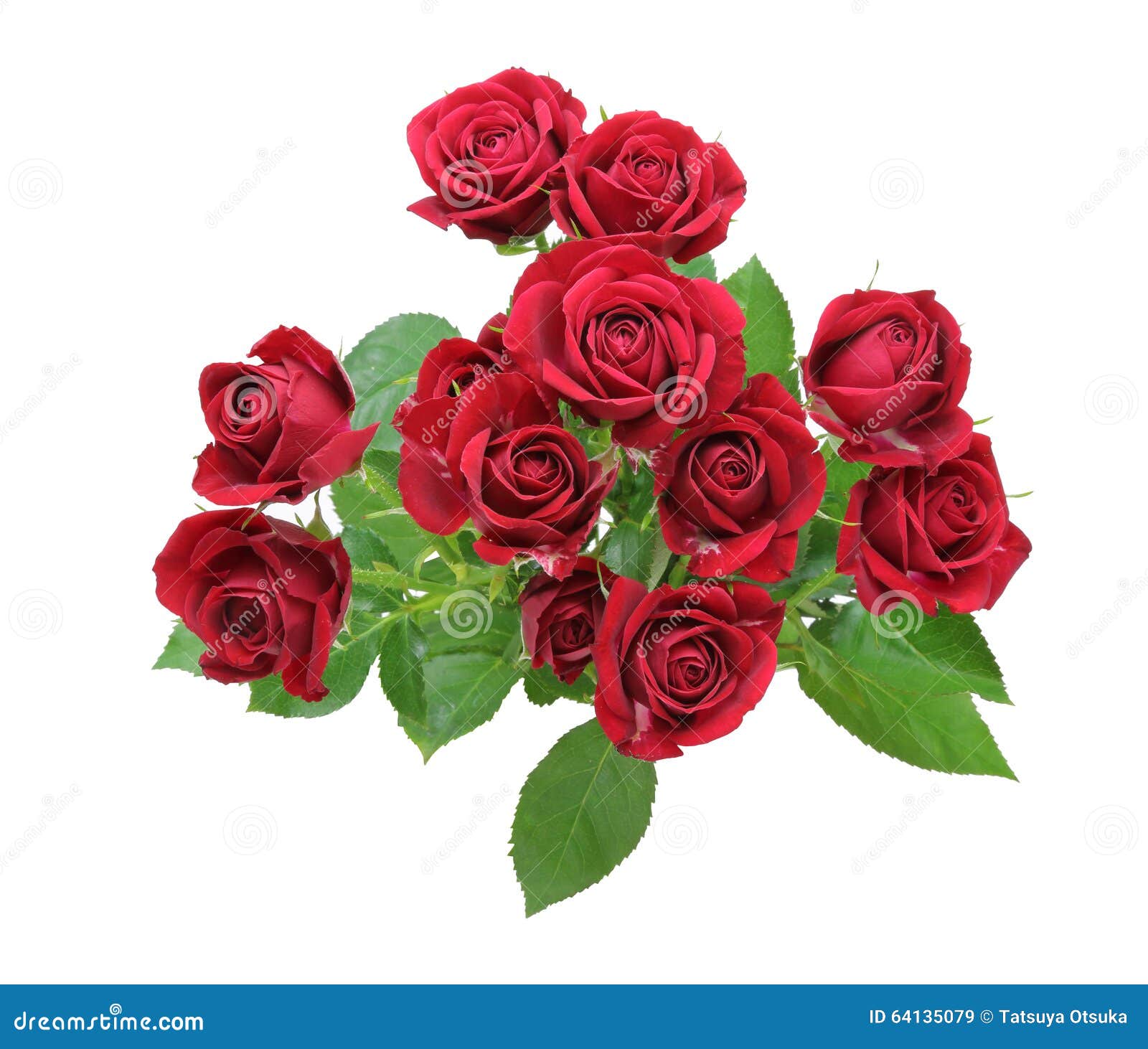 Bouquet of Roses with Leaves Stock Image - Image of vivid, flower: 64135079