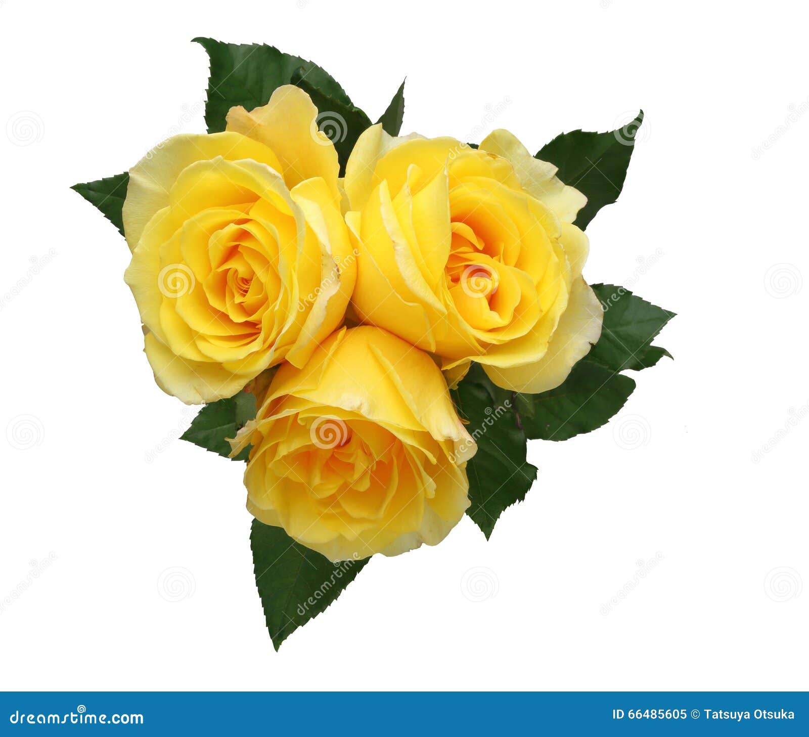 Bouquet of Roses with Leaves Stock Image - Image of beautiful, rose ...