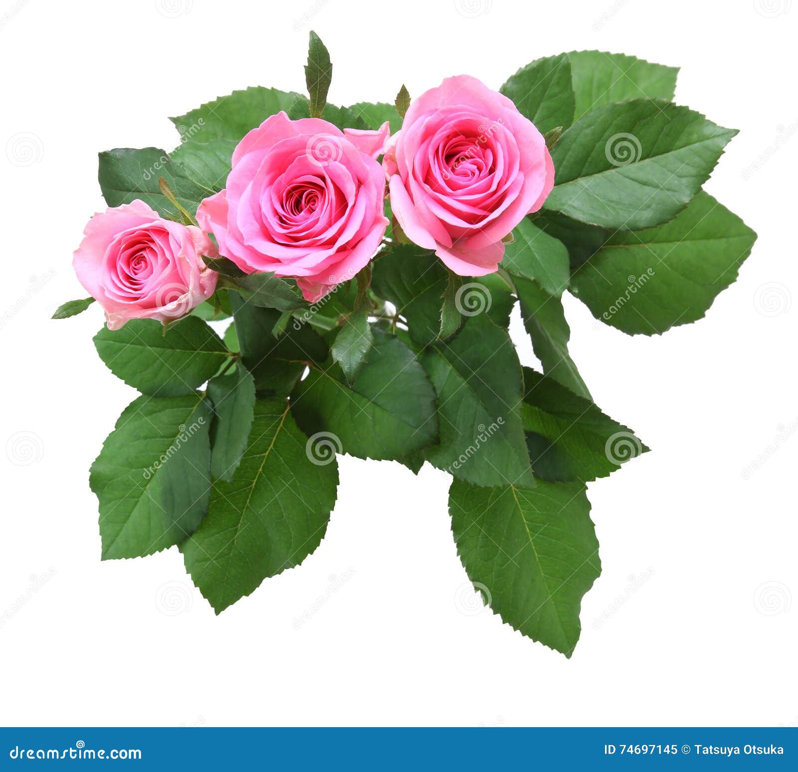 Bouquet of Roses with Leaves Stock Image - Image of studio, isolated ...