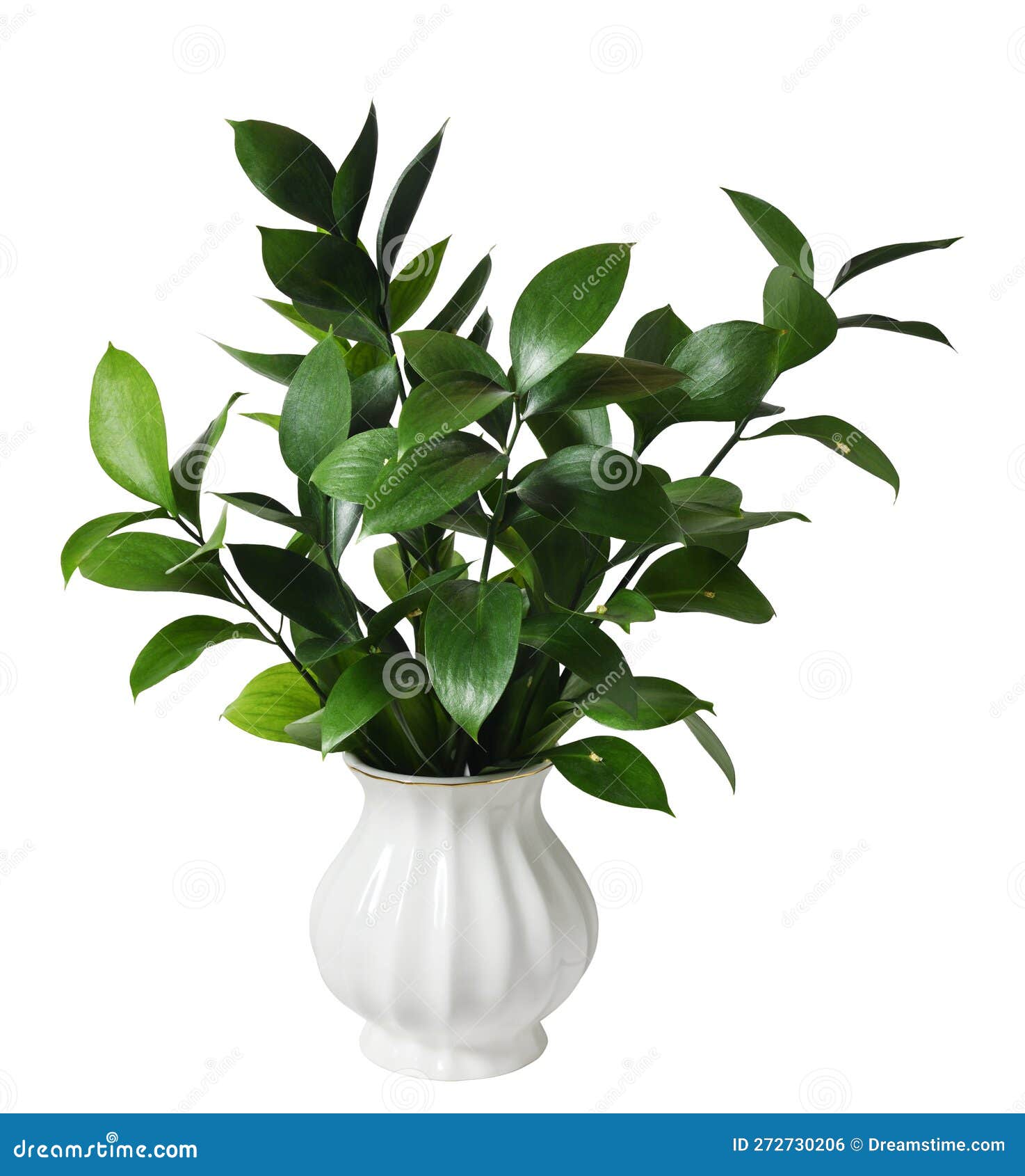 Bouquet of Ruscus with Green Leaves in a White Vase Isolated Stock ...