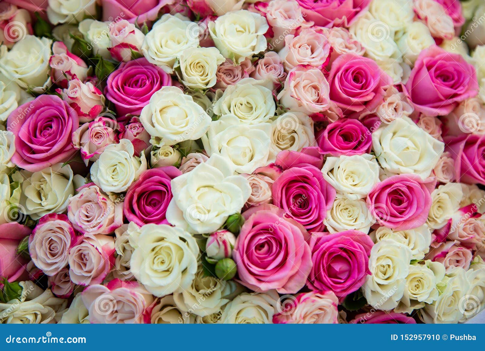 Bouquet of Small Multi-colored Roses Stock Photo - Image of freesia ...