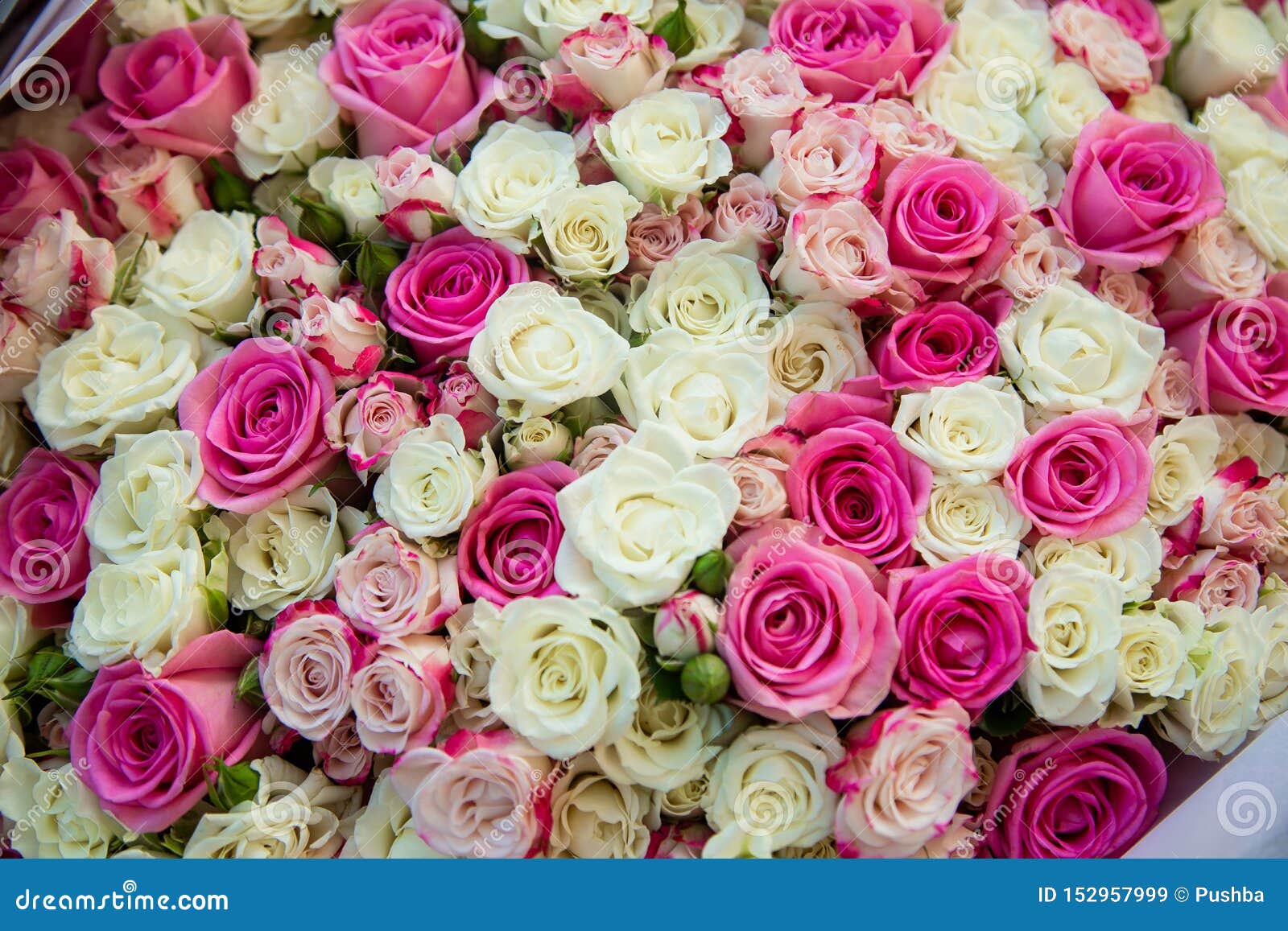 Bouquet of Small Multi-colored Roses Stock Image - Image of floral ...