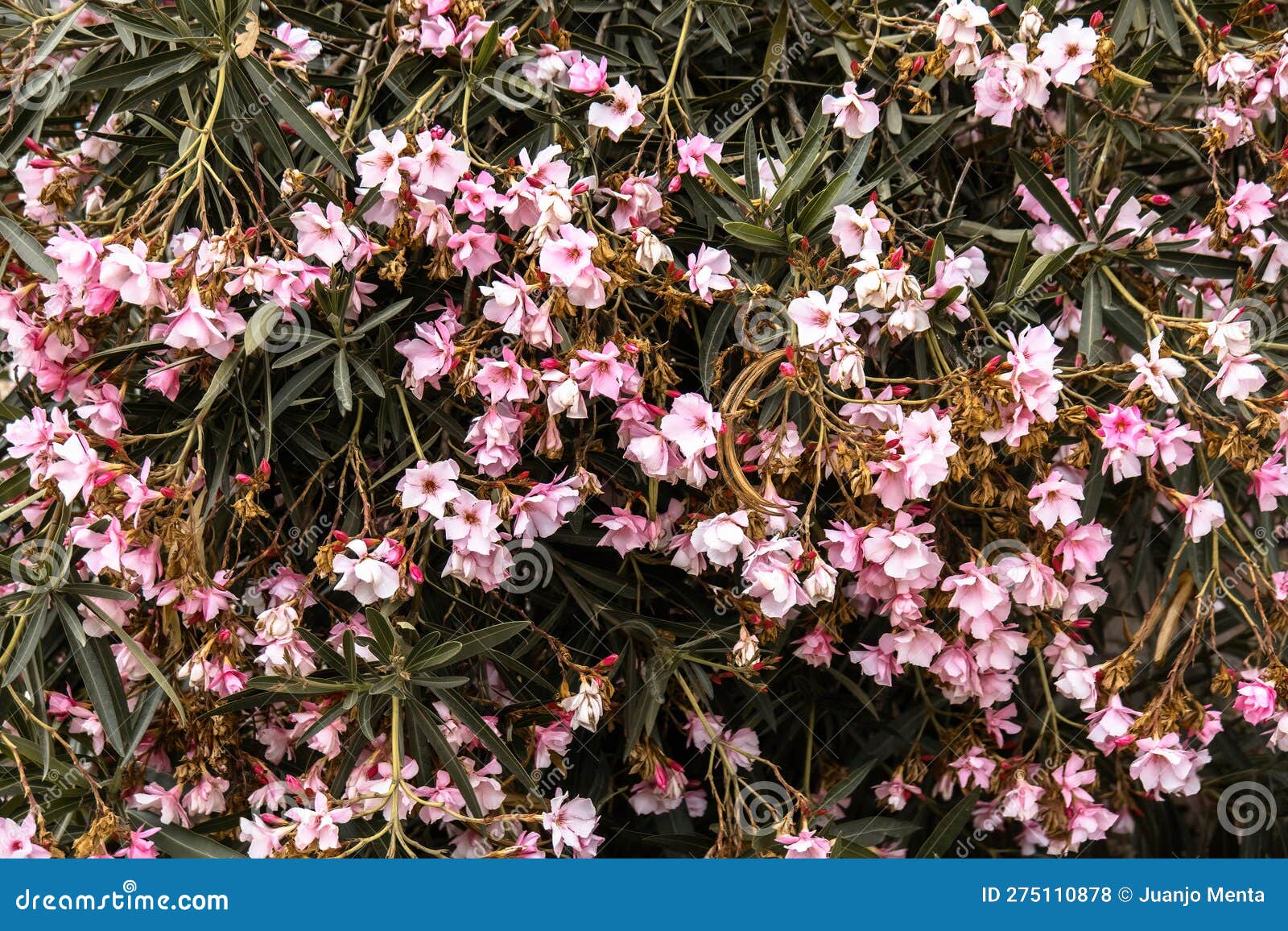 Bouquet of Small Pink Laurel Flowers for Background Texture Stock Photo ...