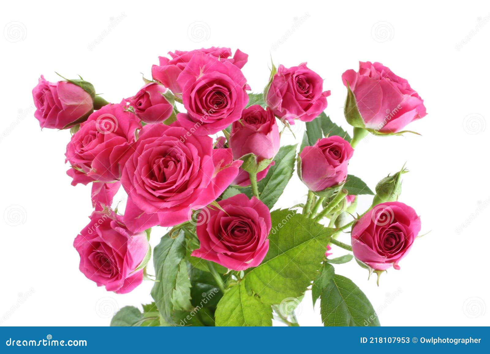 Bouquet of Small Pink Roses Isolated on White Background. Closeup Stock ...