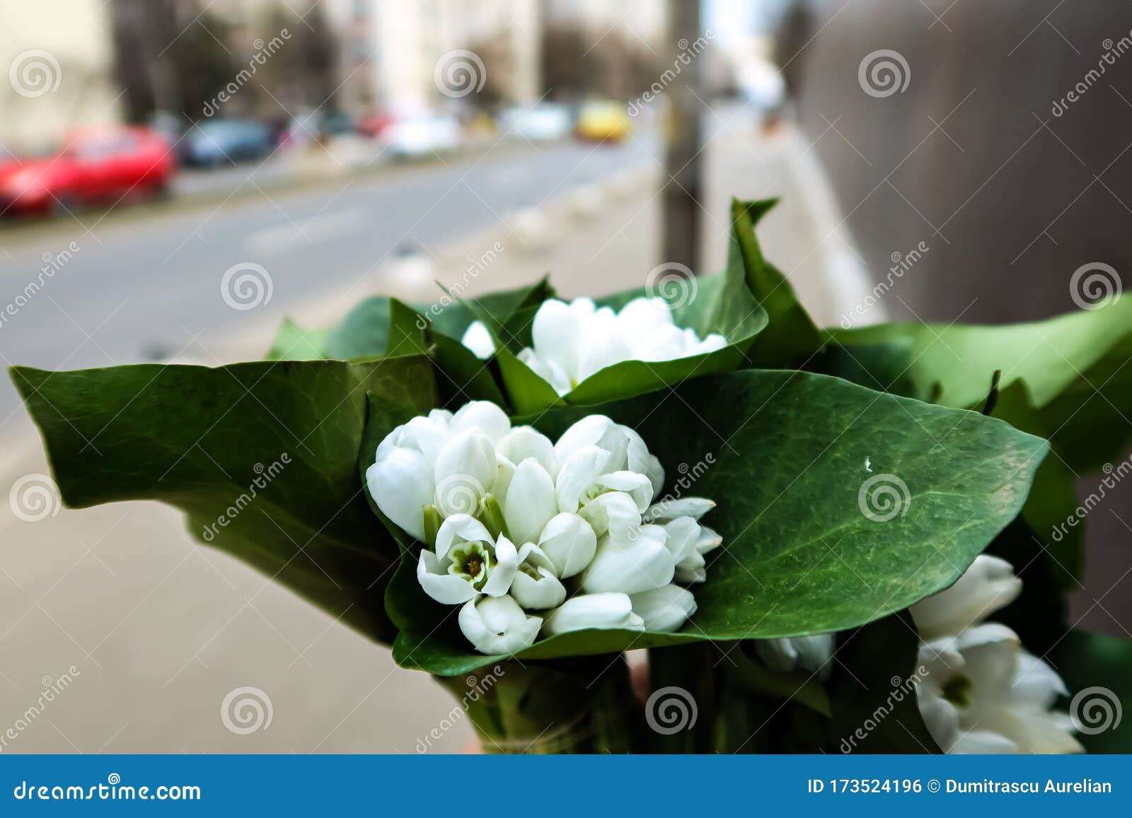 Bouquet of snowdrop stock photo. Image of bouquet, snowdrop - 173524196