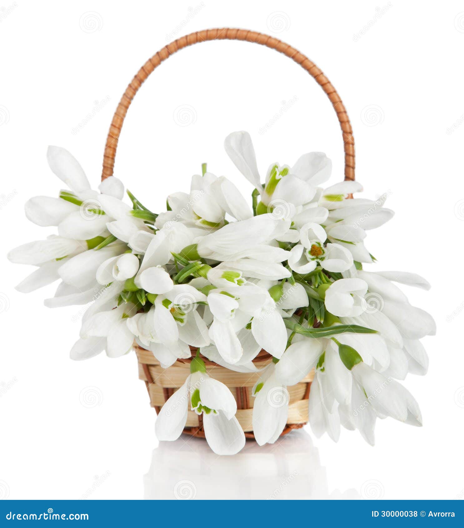 Bouquet of Snowdrop Flowers in Basket Isolated on White Backgro Stock ...