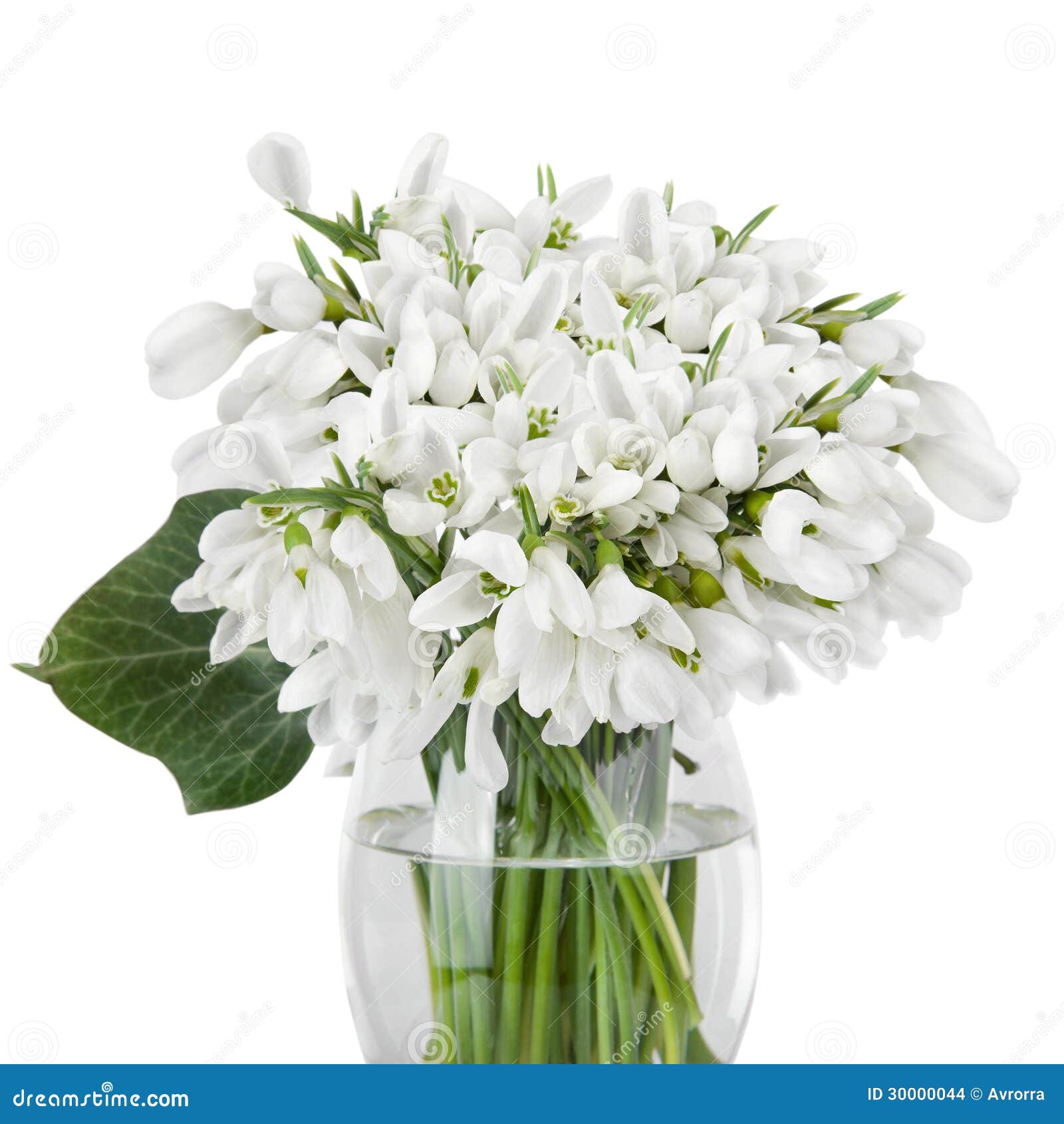 Bouquet of Snowdrop Flowers in Basket Isolated on White Backgro Stock ... Bouquet of Snowdrop Flowers in Basket Isolated on White Backgro Stock ...