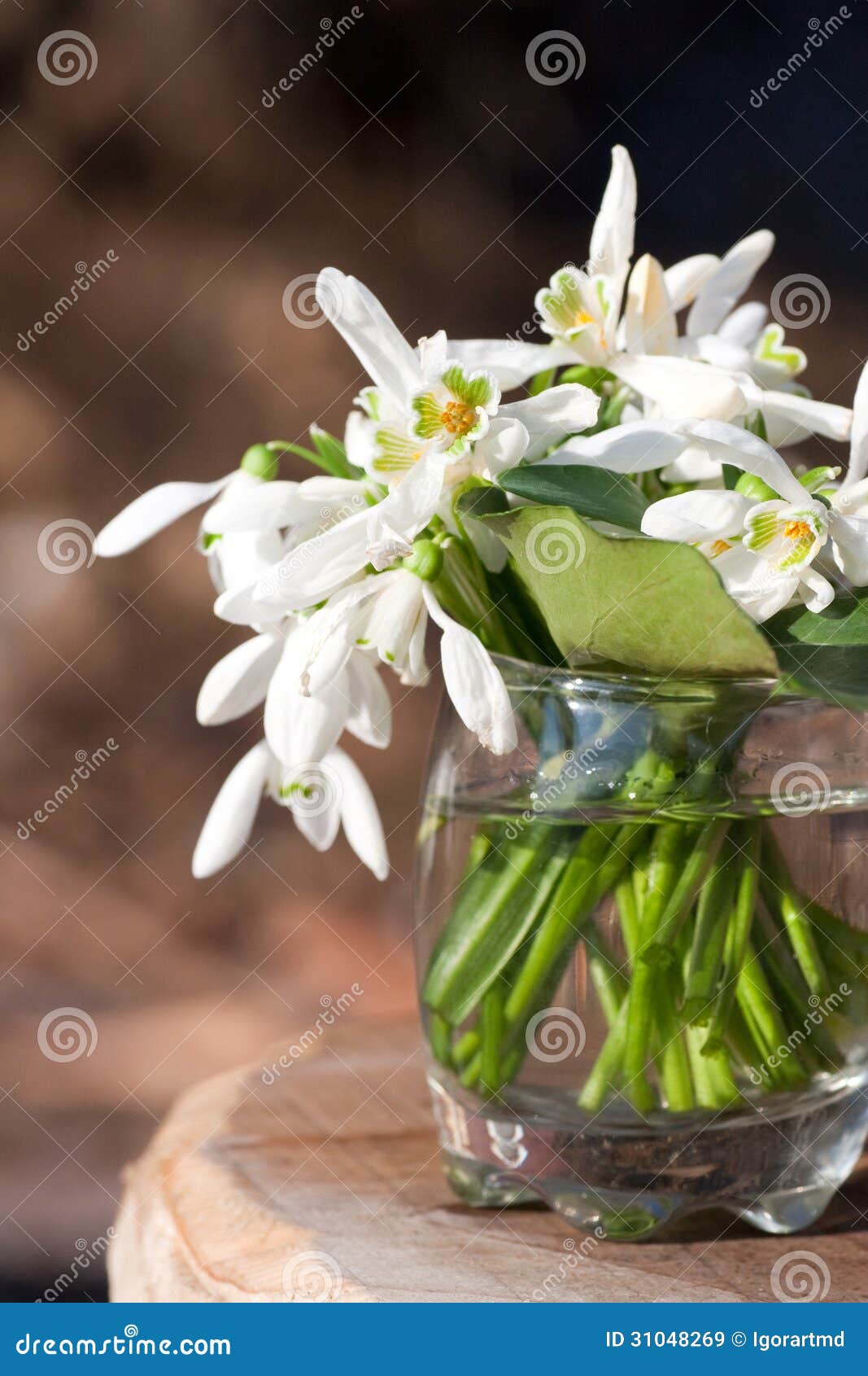 Bouquet of Snowdrop Flowers Stock Image - Image of blooming, green ...