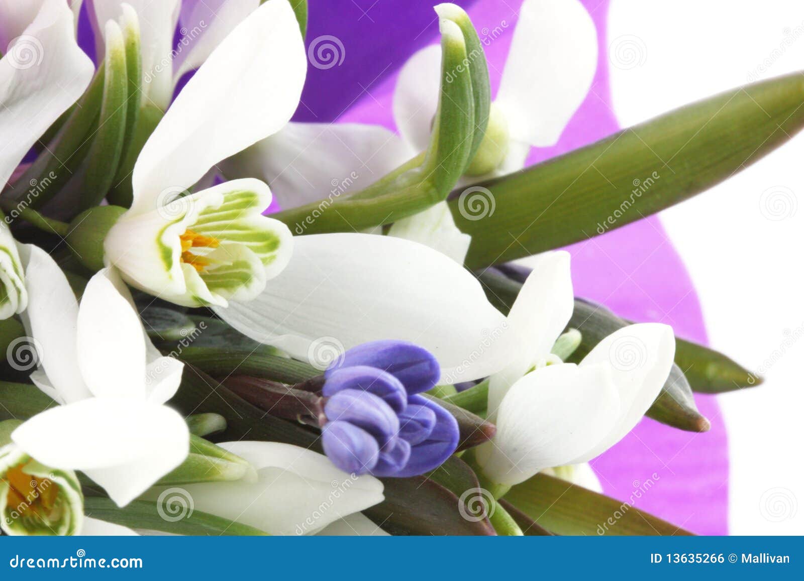 Bouquet of snowdrops stock photo. Image of fresh, beauty - 13635266