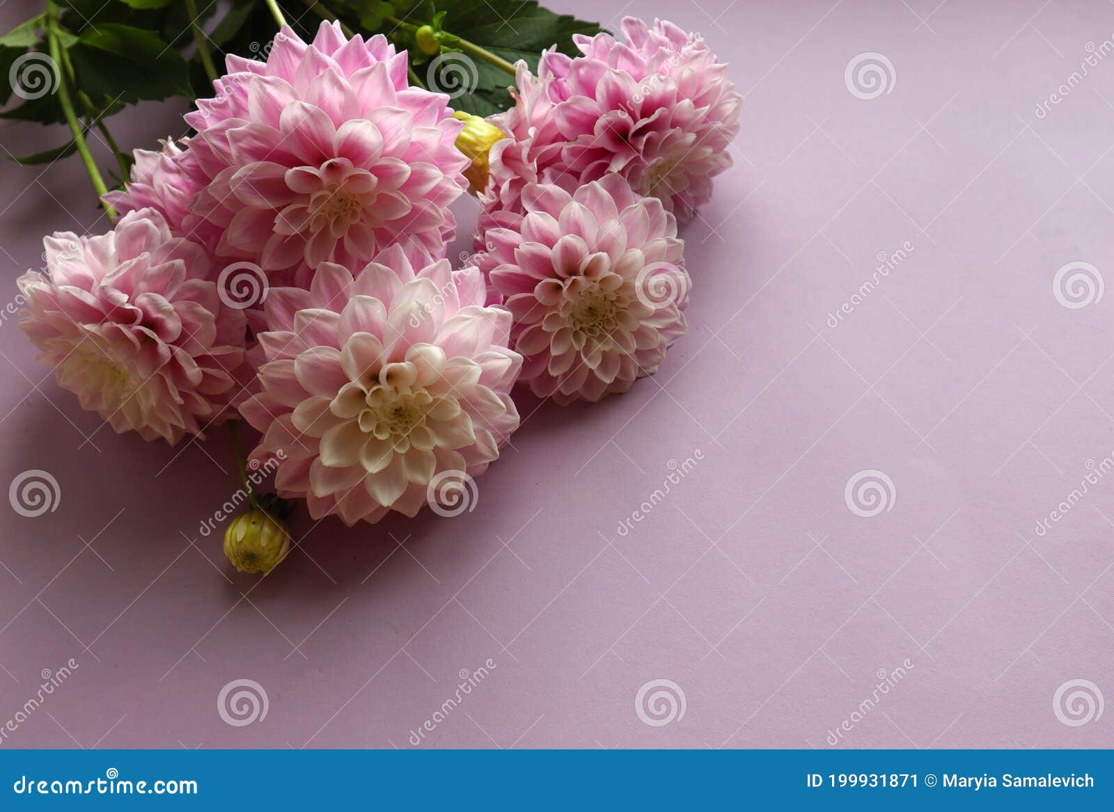 Bouquet of Soft Pink Dahlias on a Pastel Background, Side View, Space ...