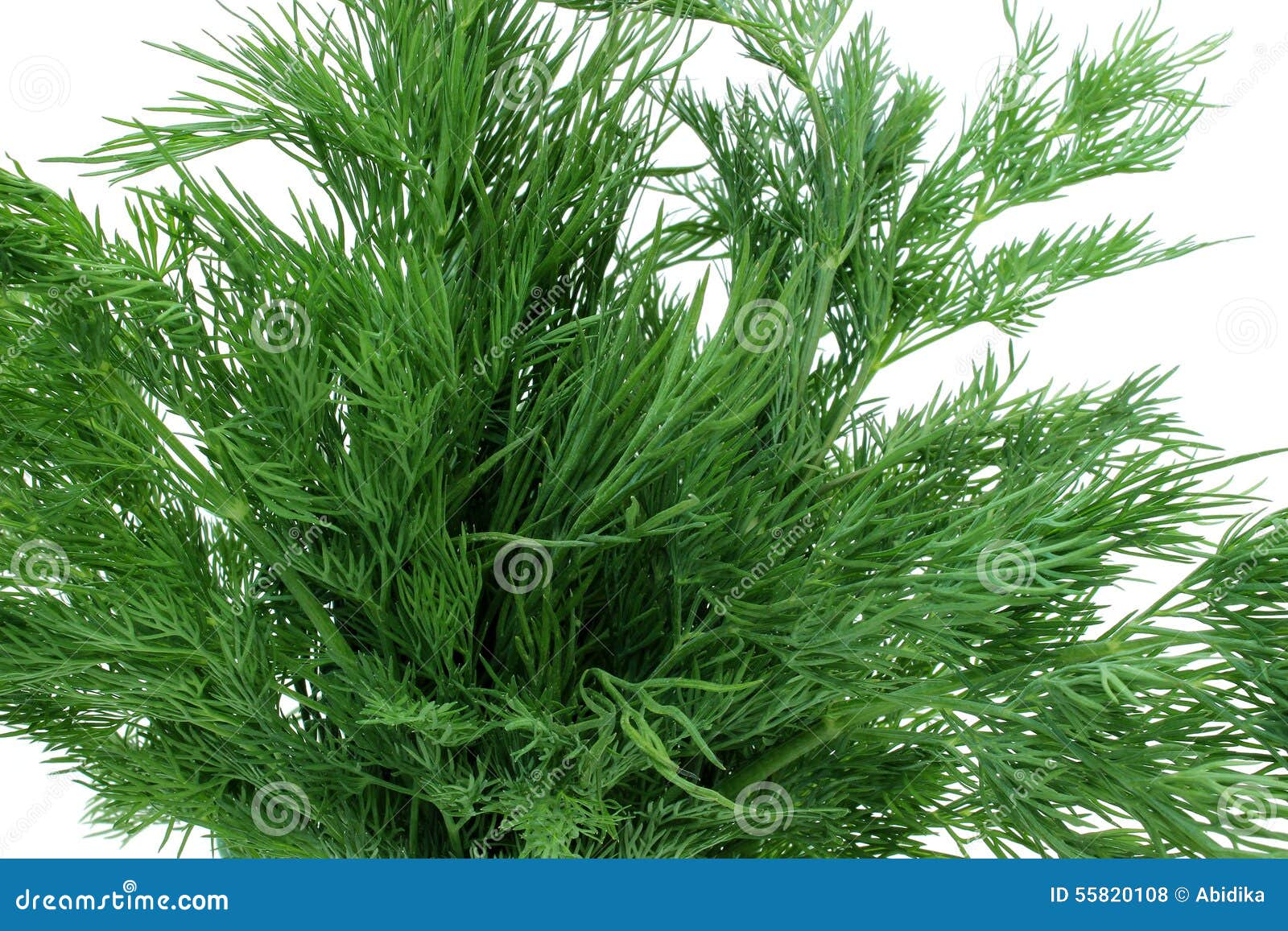 Bouquet of Sprigs of Fresh Dill Stock Photo - Image of leaf, greenery ...