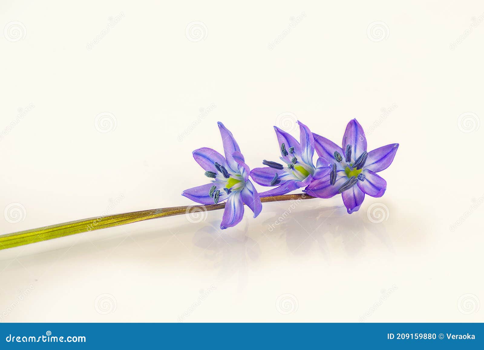 Bouquet of Spring Flowers on a White Background . Stock Photo - Image ...