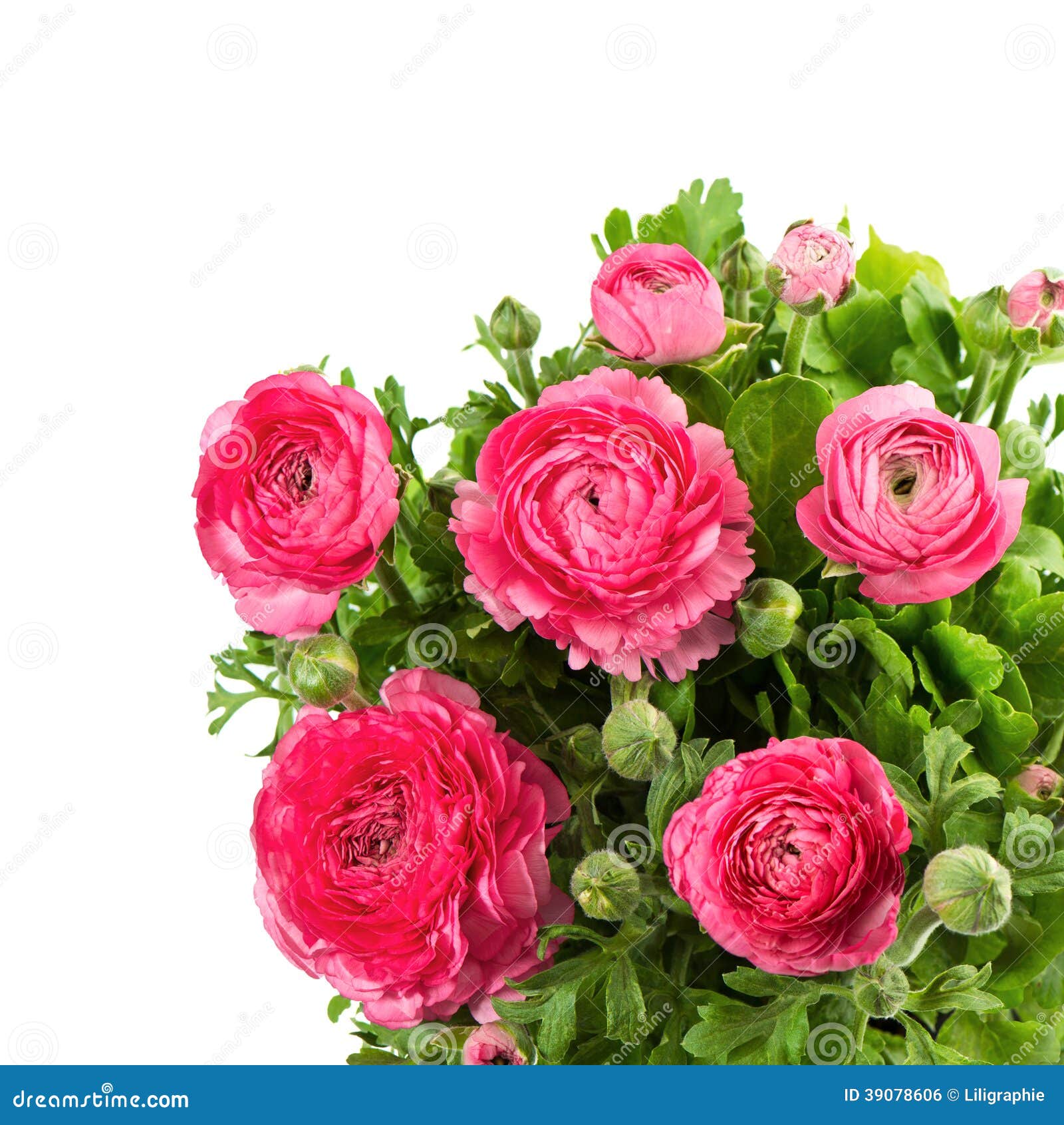 Bouquet of Spring Pink Ranunculus Stock Photo - Image of concept ...