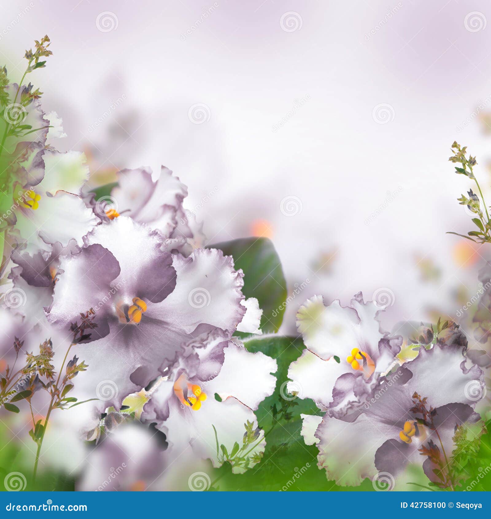 Bouquet of spring violets stock photo. Image of wild - 42758100