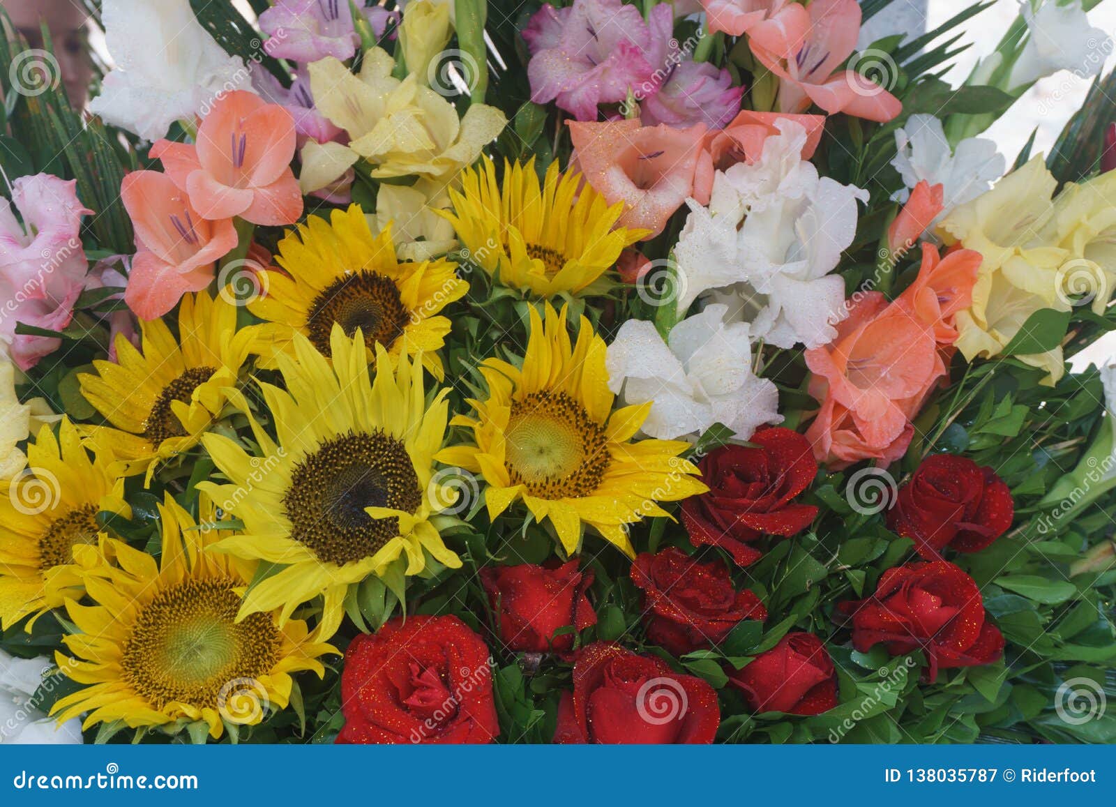 Beautiful Front View of Sunflowers Stock Image - Image of background ...