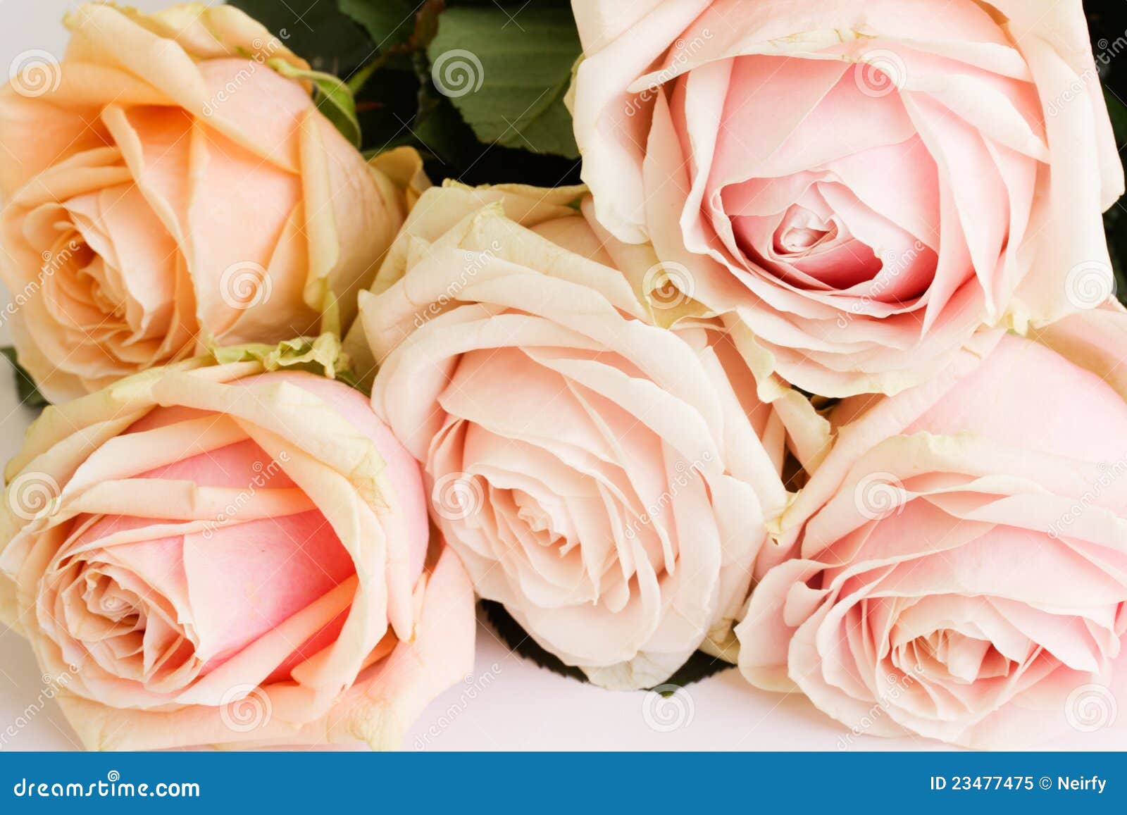 Bouquet of tender roses stock image. Image of fresh, party - 23477475