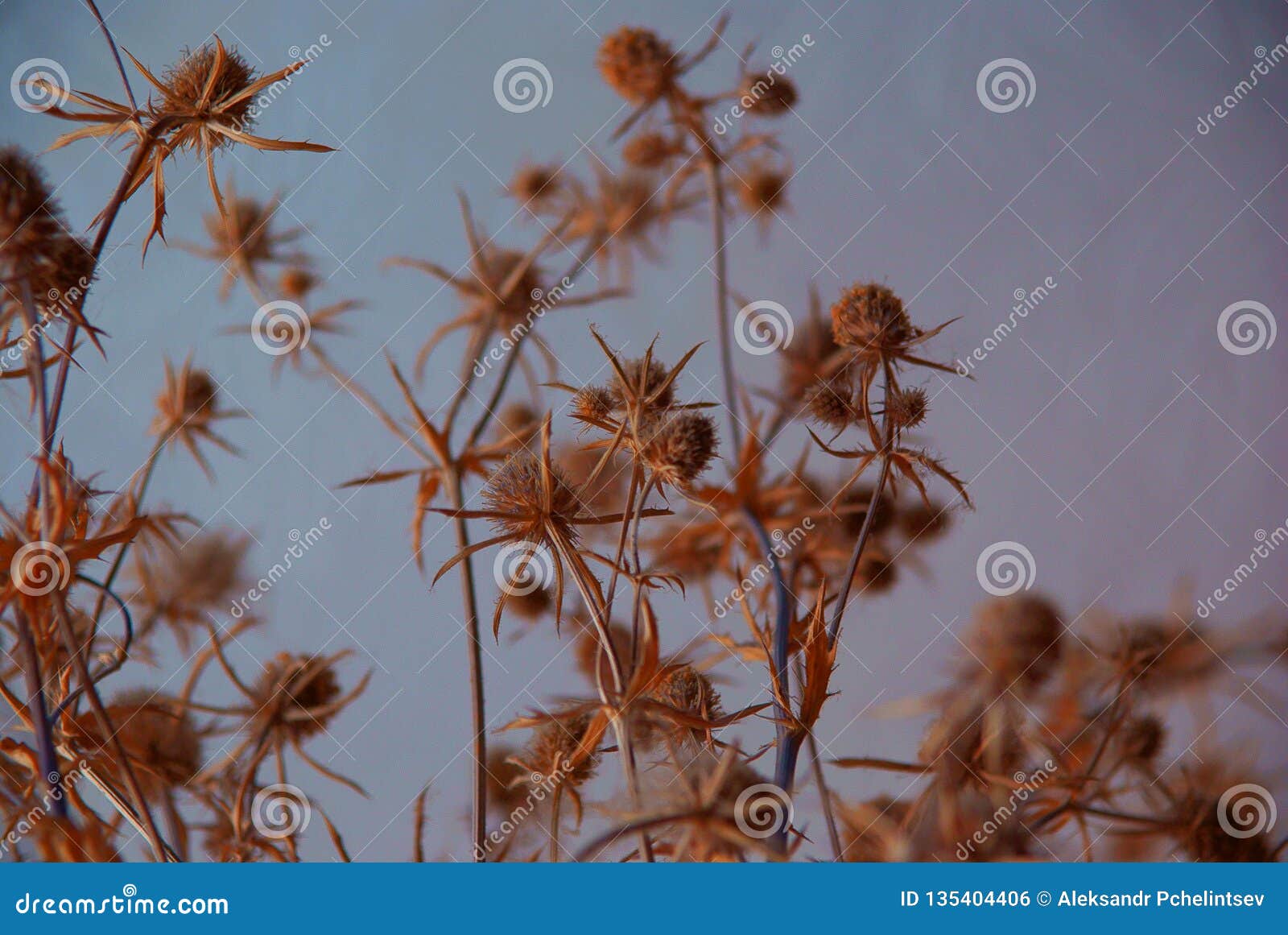 A bouquet of thistles stock photo. Image of dried, drought - 135404406