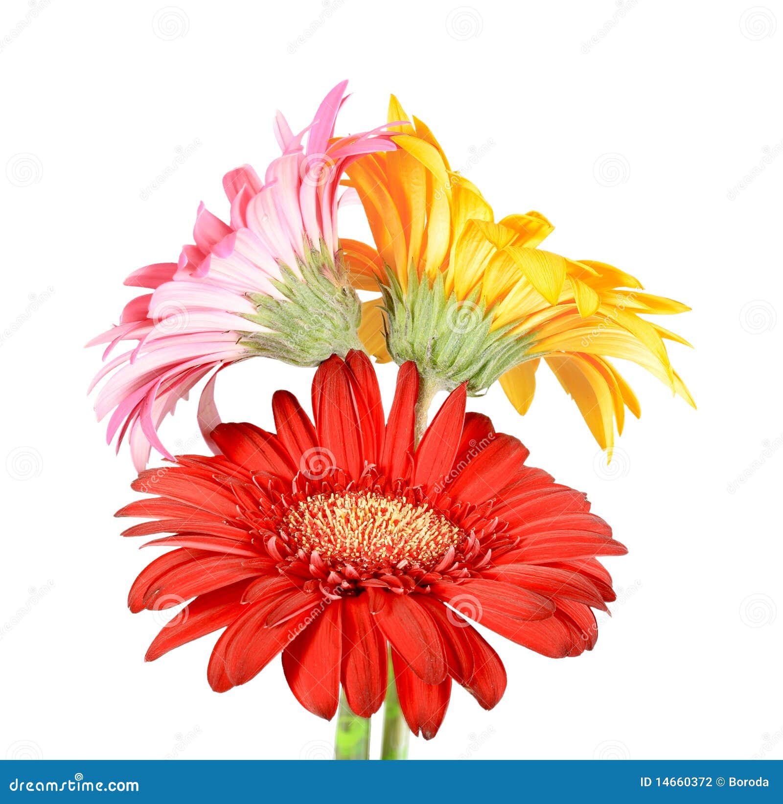 Bouquet of three flowers stock photo. Image of length - 14660372