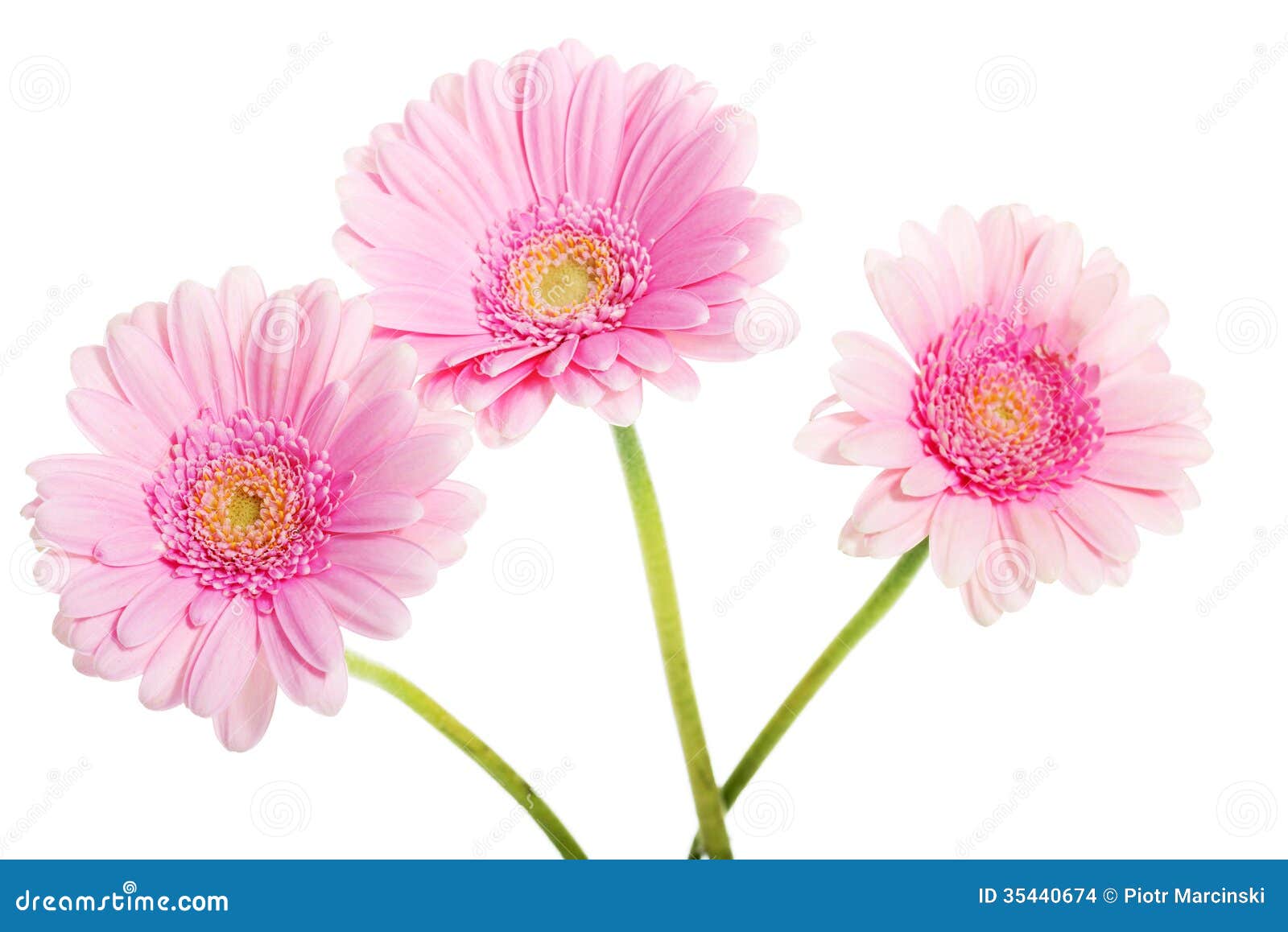 A Bouquet of Three Gerbera Flower. Stock Photo - Image of marketing ...