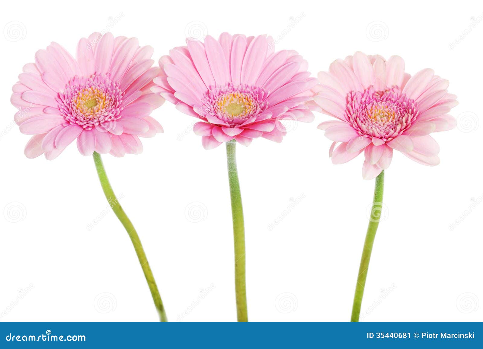 A Bouquet of Three Gerbera Flower. Stock Image - Image of bouquet ...