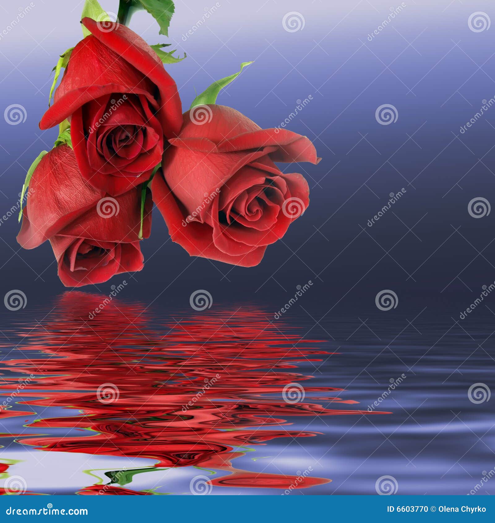 Bouquet from Three Red Roses Stock Photo - Image of elegance ...