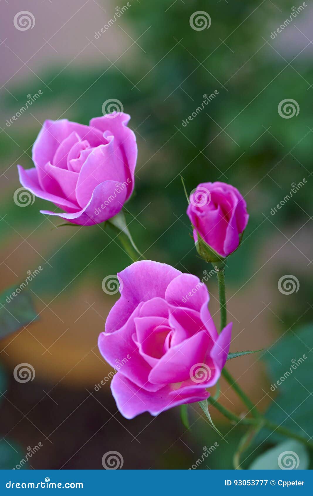 Bouquet of three red roses stock image. Image of nature - 93053777