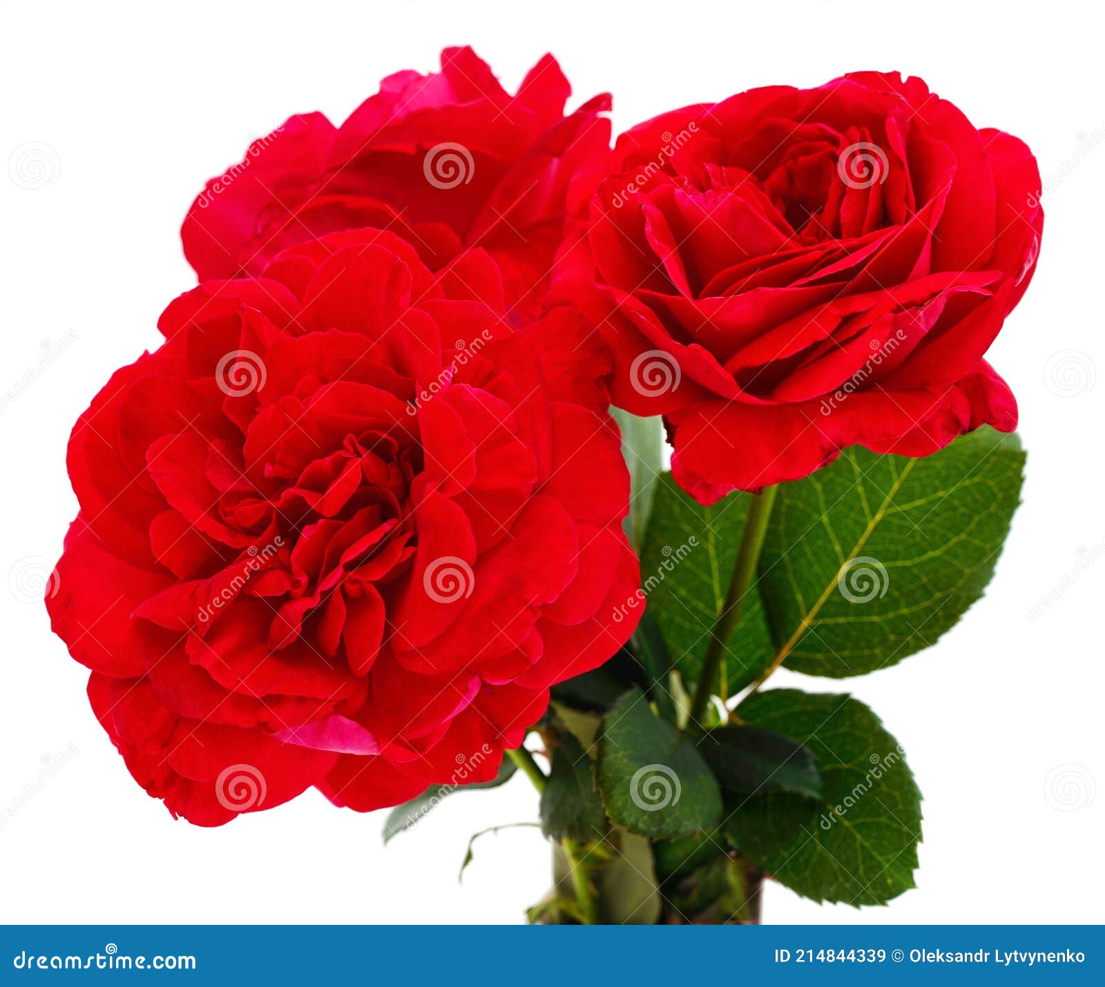 Bouquet of three red roses stock image. Image of celebrations - 214844339