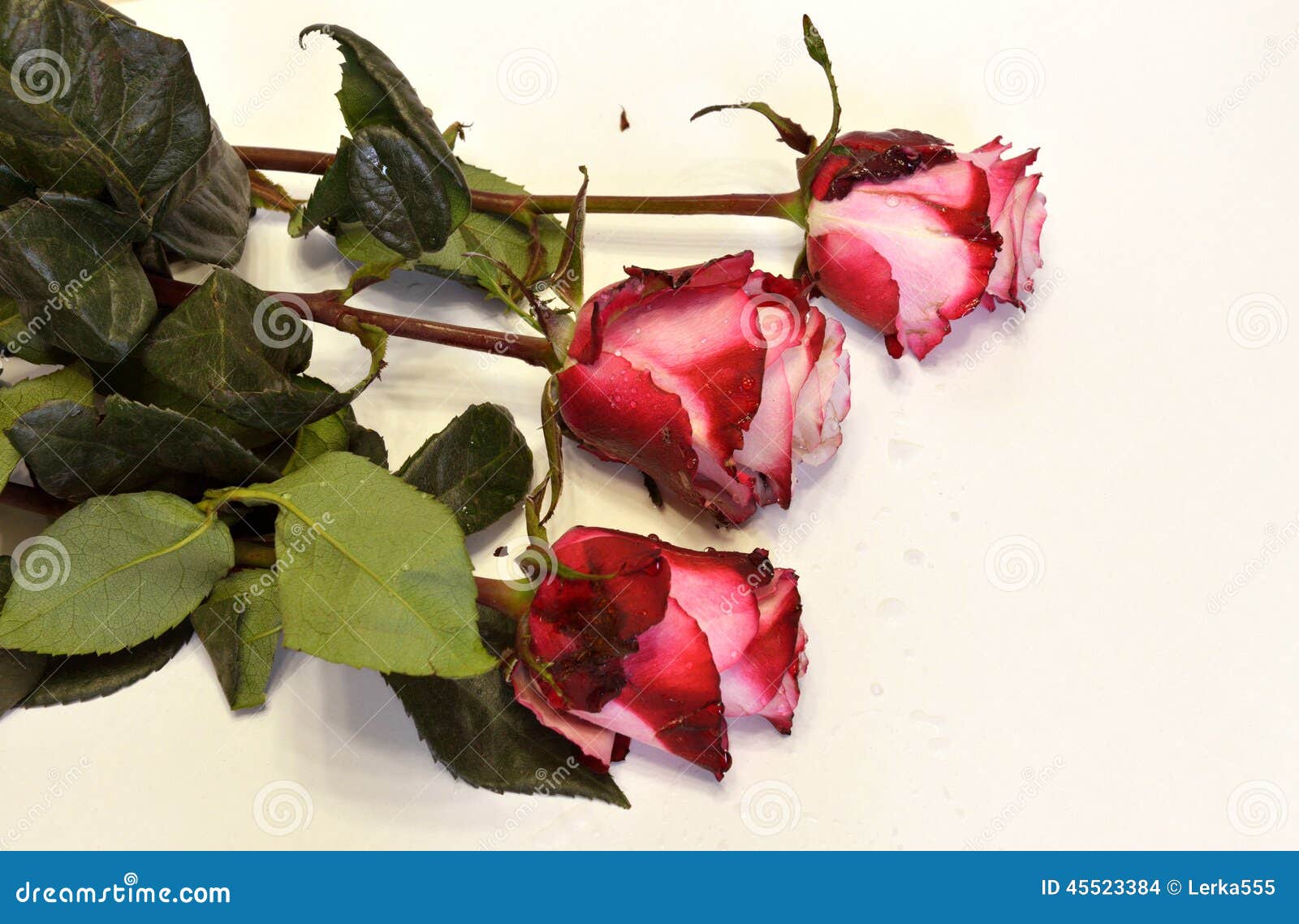 Bouquet of three roses stock photo. Image of flower, gift - 45523384