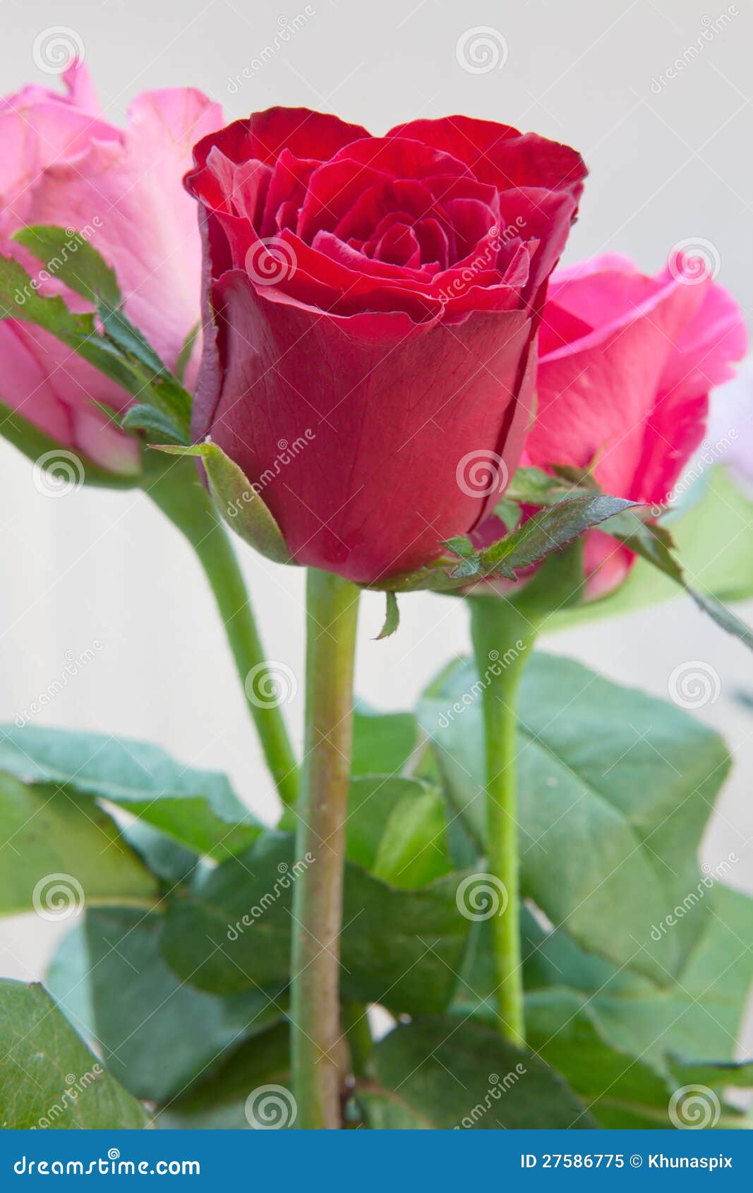 Bouquet of Three Rosses on White Stock Image - Image of postcard ...