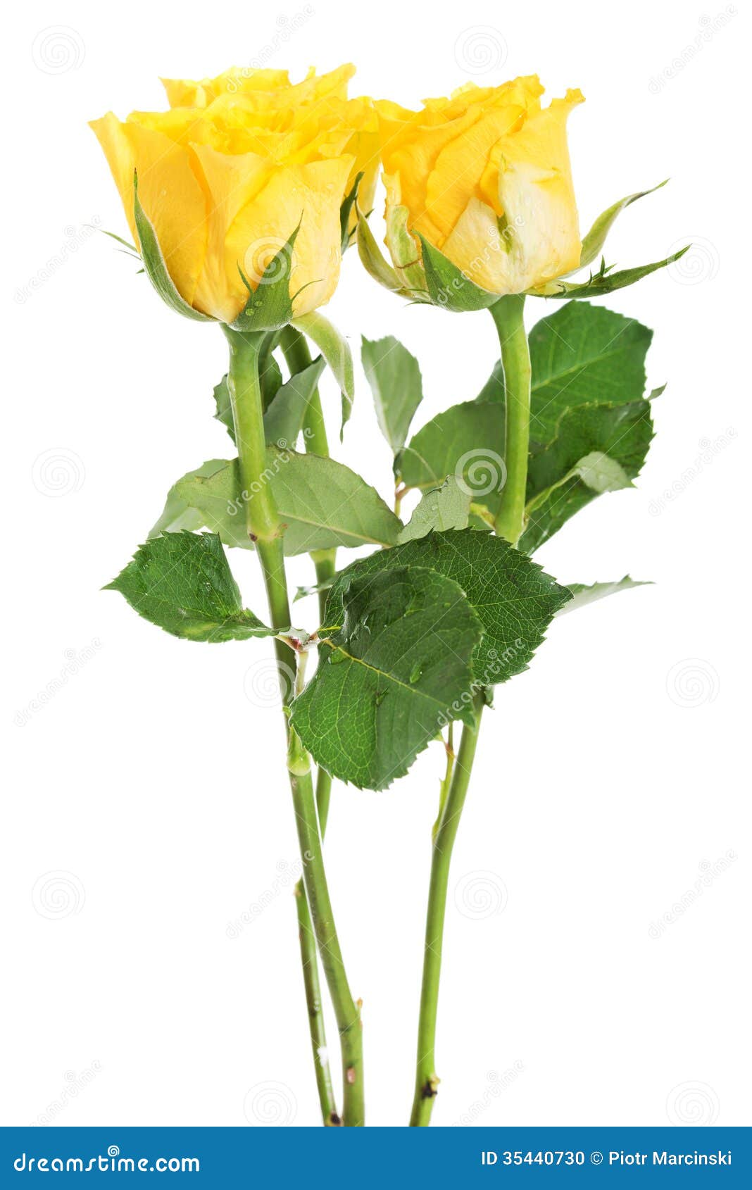 A Bouquet of Three Yellow Roses. Stock Photo - Image of objects, blooms ...