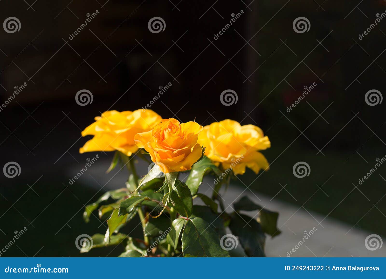 Bouquet of Three Yellow Roses in the Sun on a Dark Background Stock ...