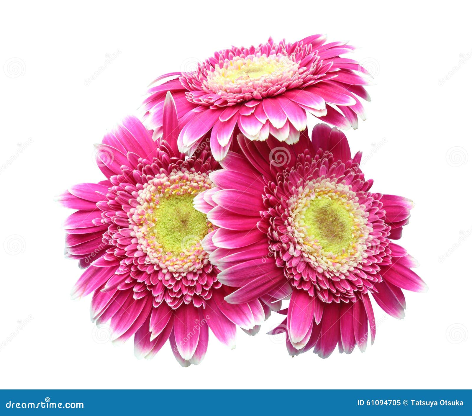Bouquet of Transvaal daisy stock image. Image of isolated - 61094705