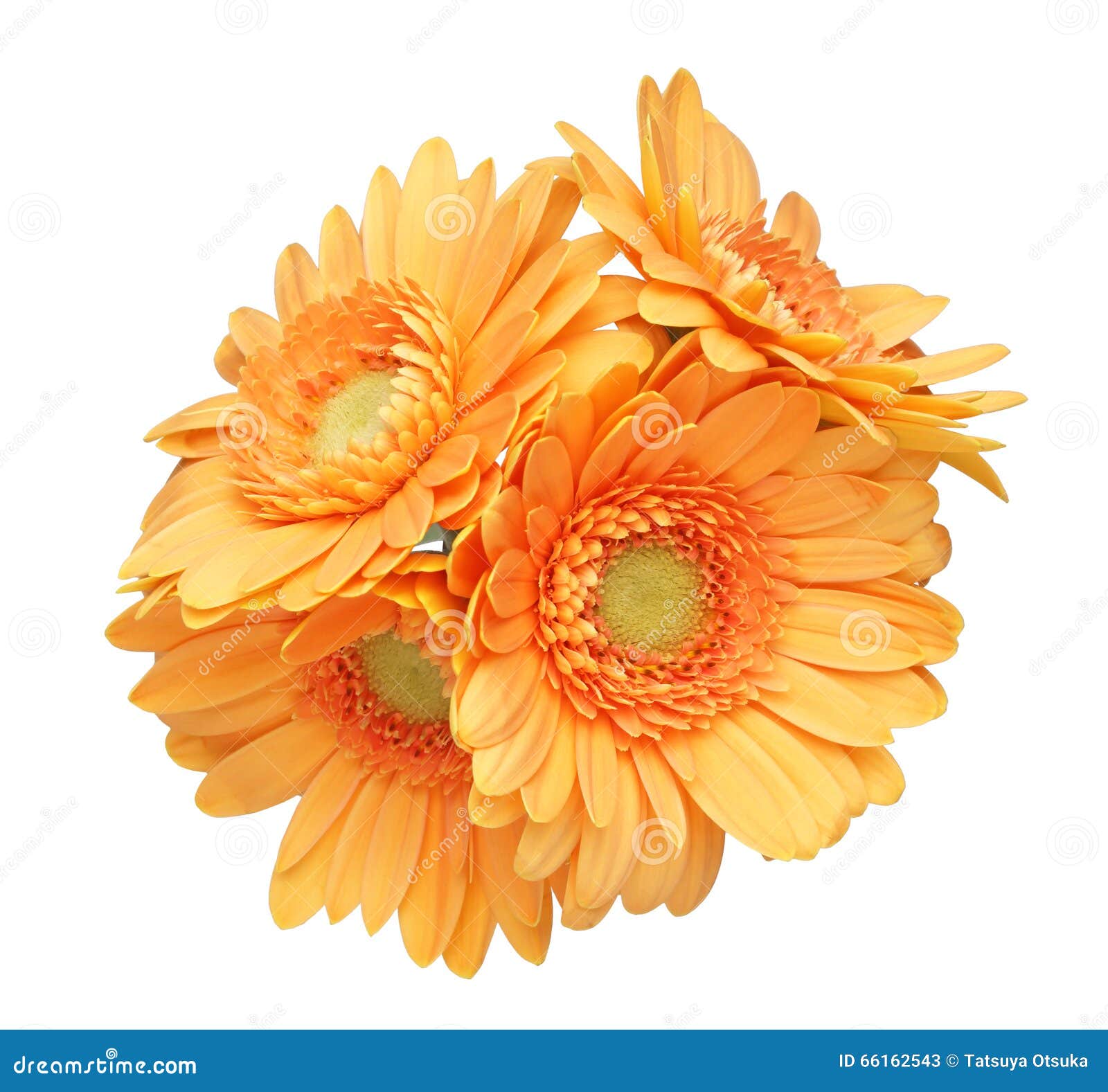 Bouquet of Transvaal daisy stock image. Image of gerbera - 66162543