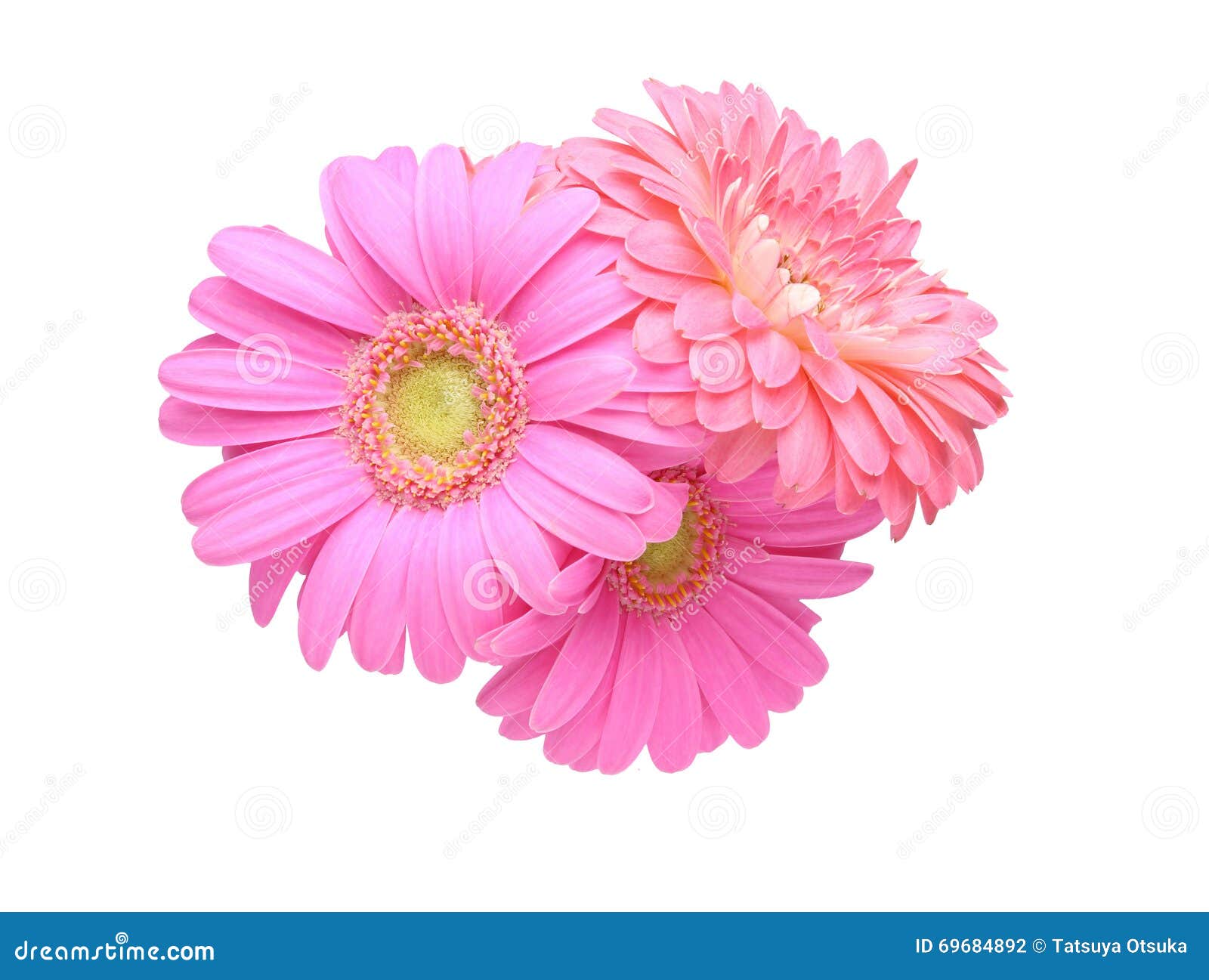 Bouquet of Transvaal daisy stock photo. Image of colorful - 69684892