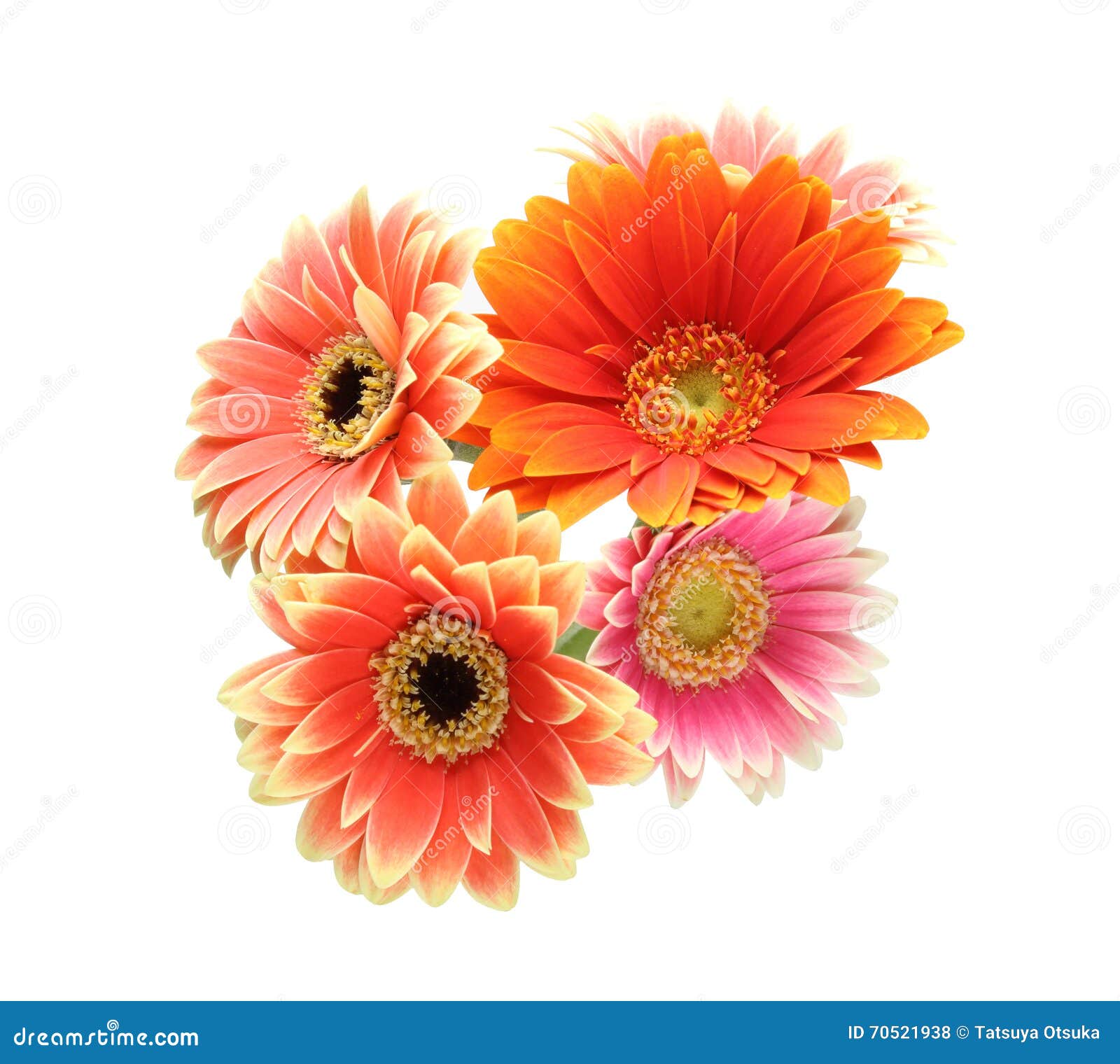 Bouquet of Transvaal daisy stock photo. Image of shot - 70521938