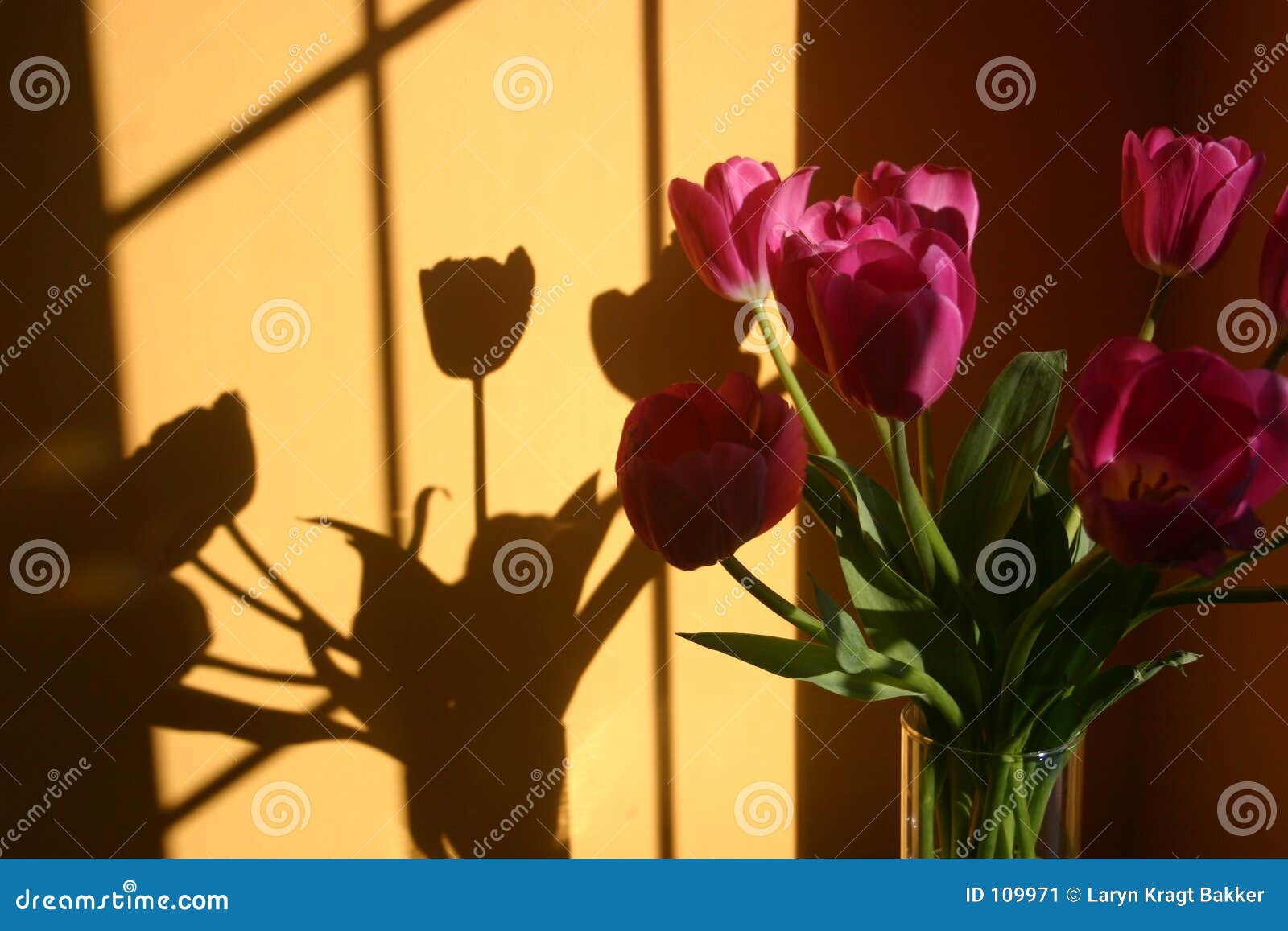 Bouquet of Tulip Flowers with Shadow Stock Image - Image of light ...